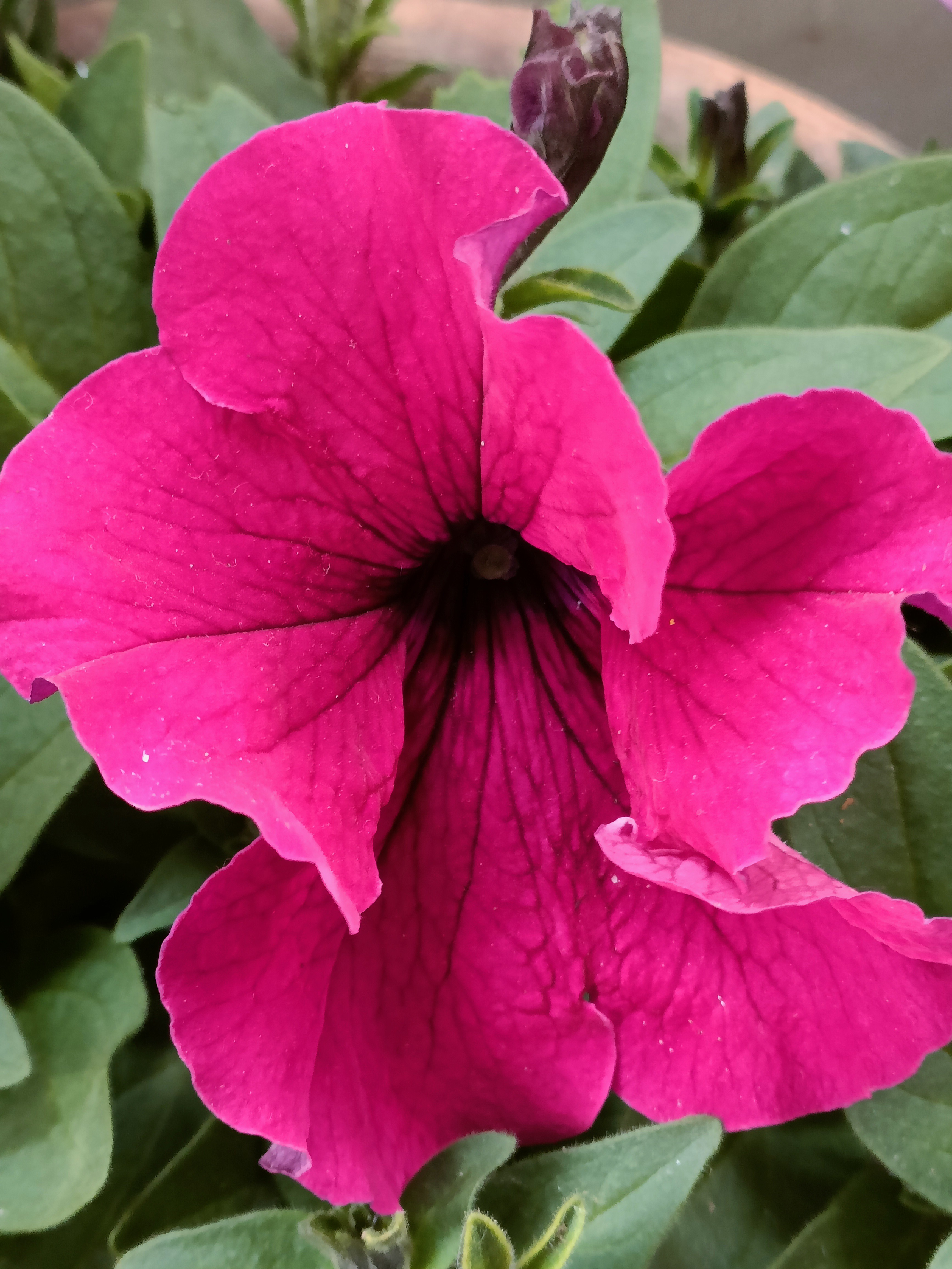 Blooming in Every Shade of Nature 🌸 Nature paints with peta