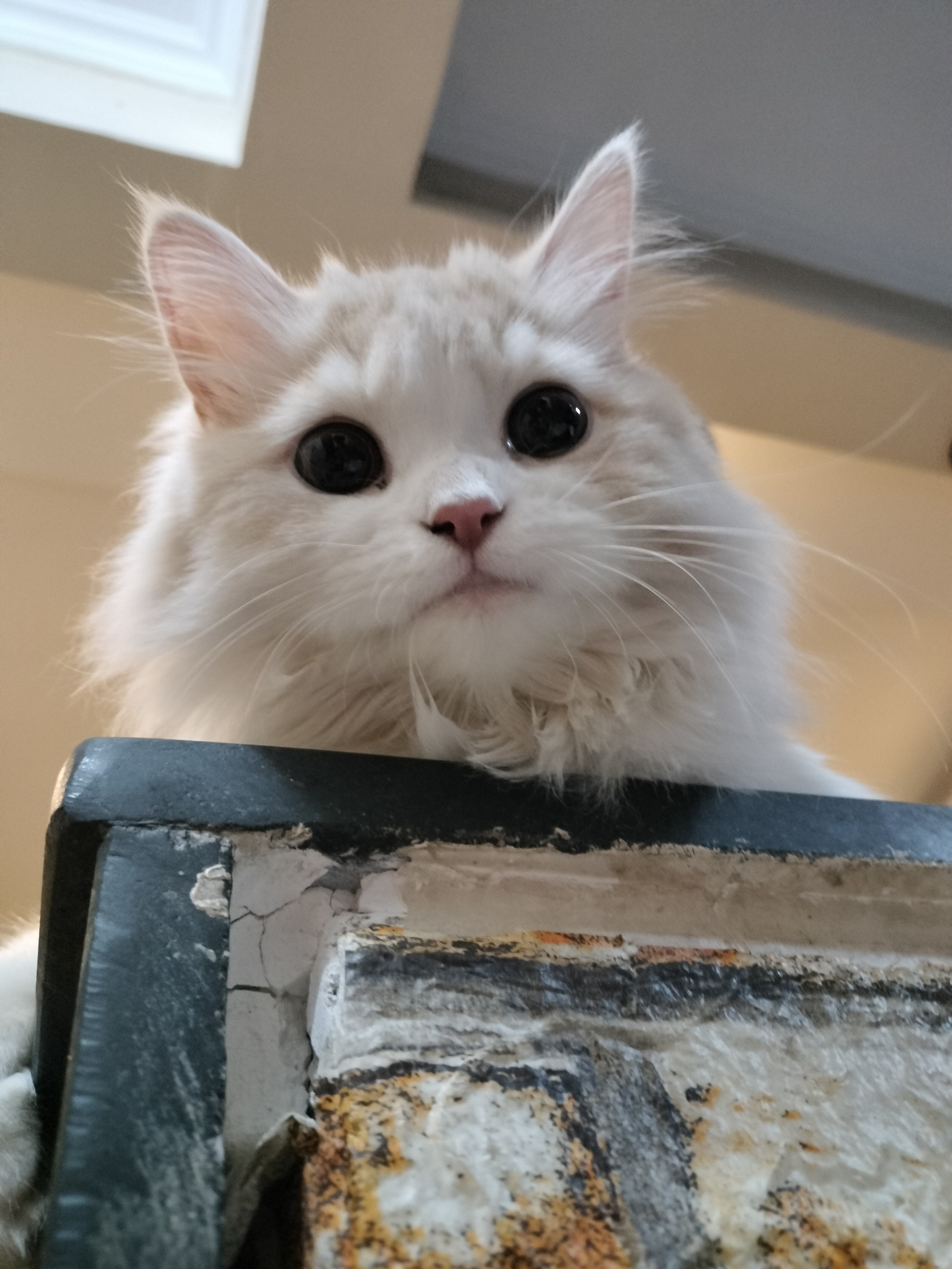 Picture Of My Cat's Nose Under the microscope of Oppo A98, N