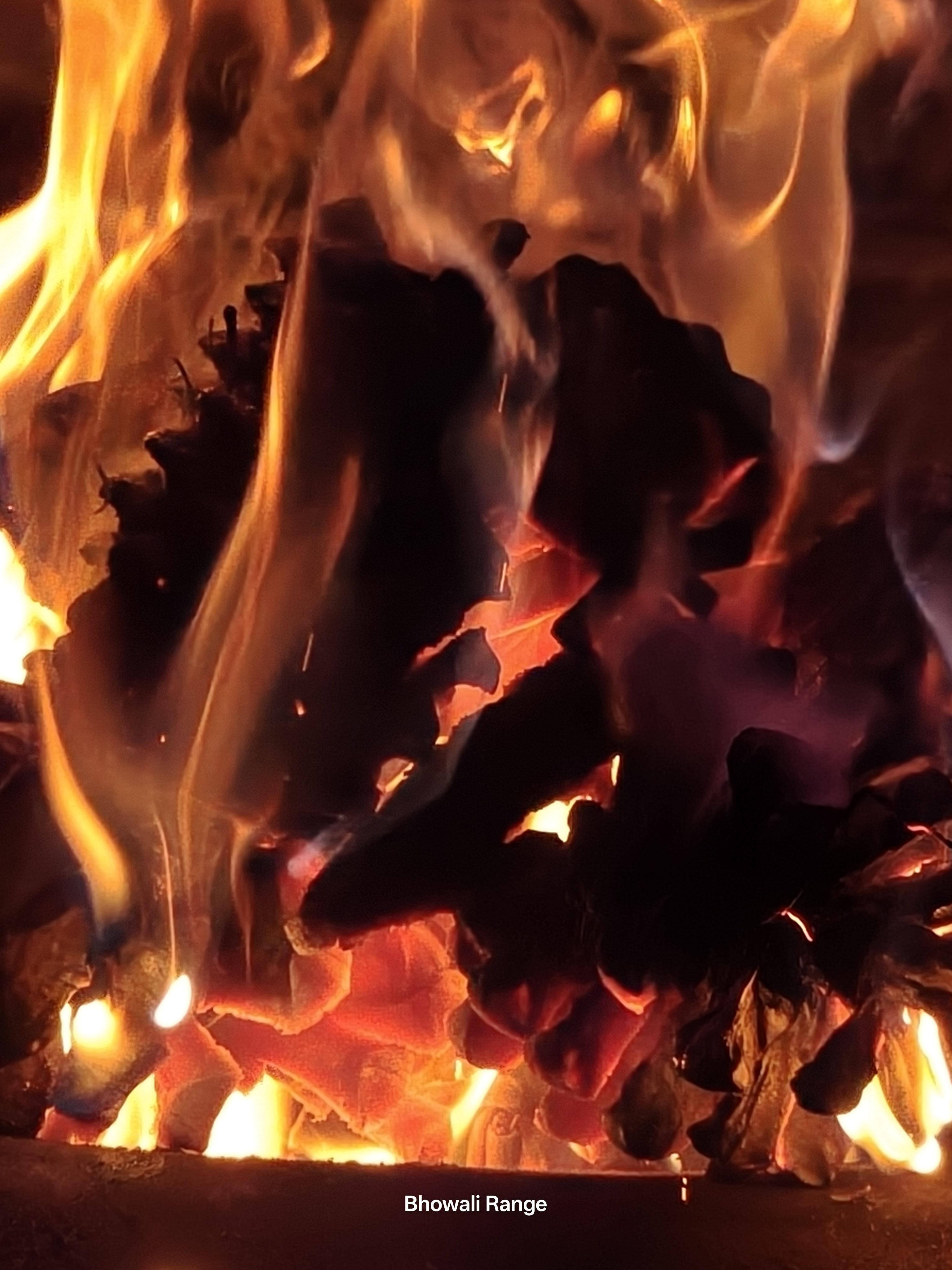 Pinecones, Paradoxes, and Pints of Tea