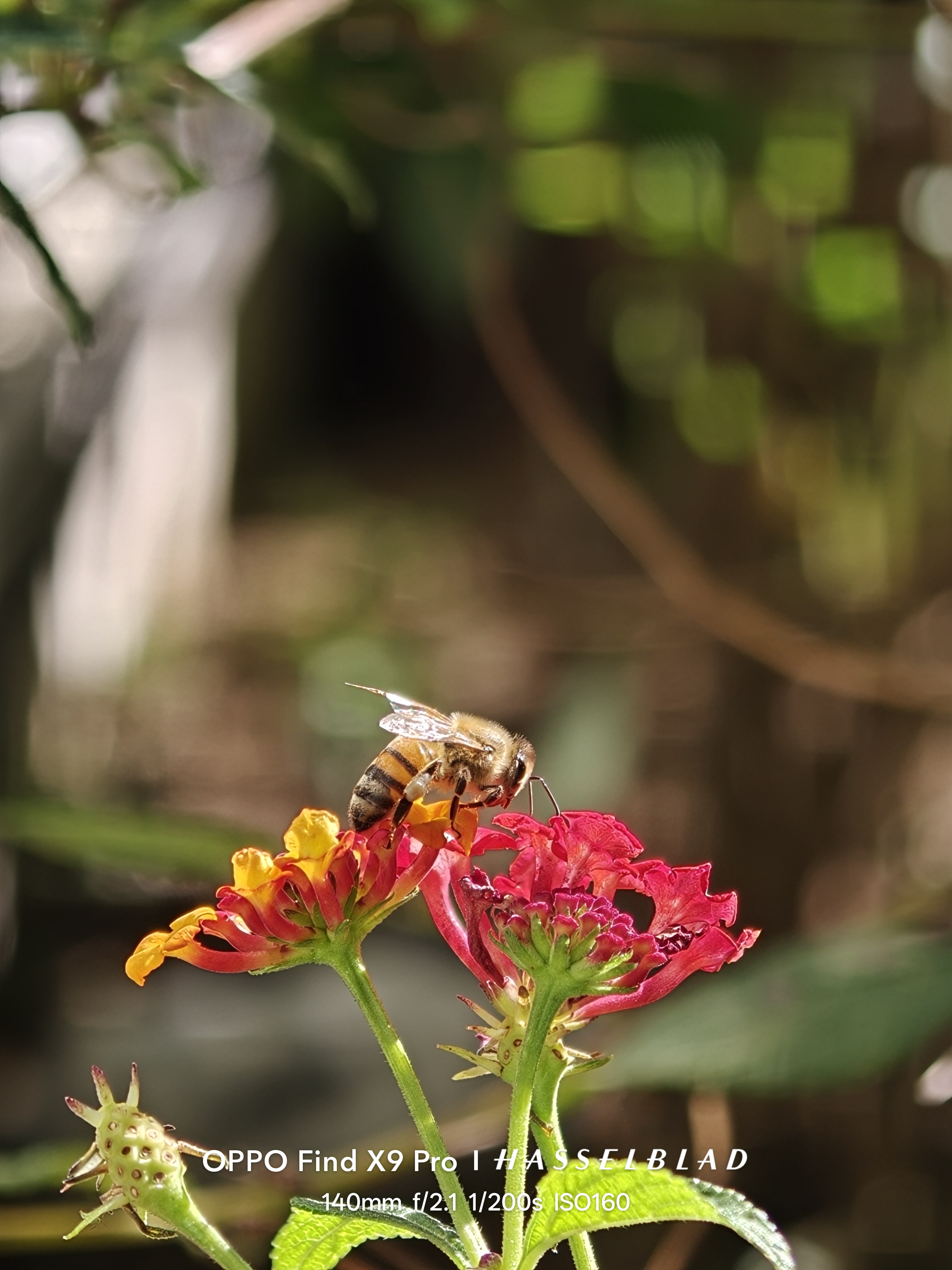 The Power of Macro to Capture Nature