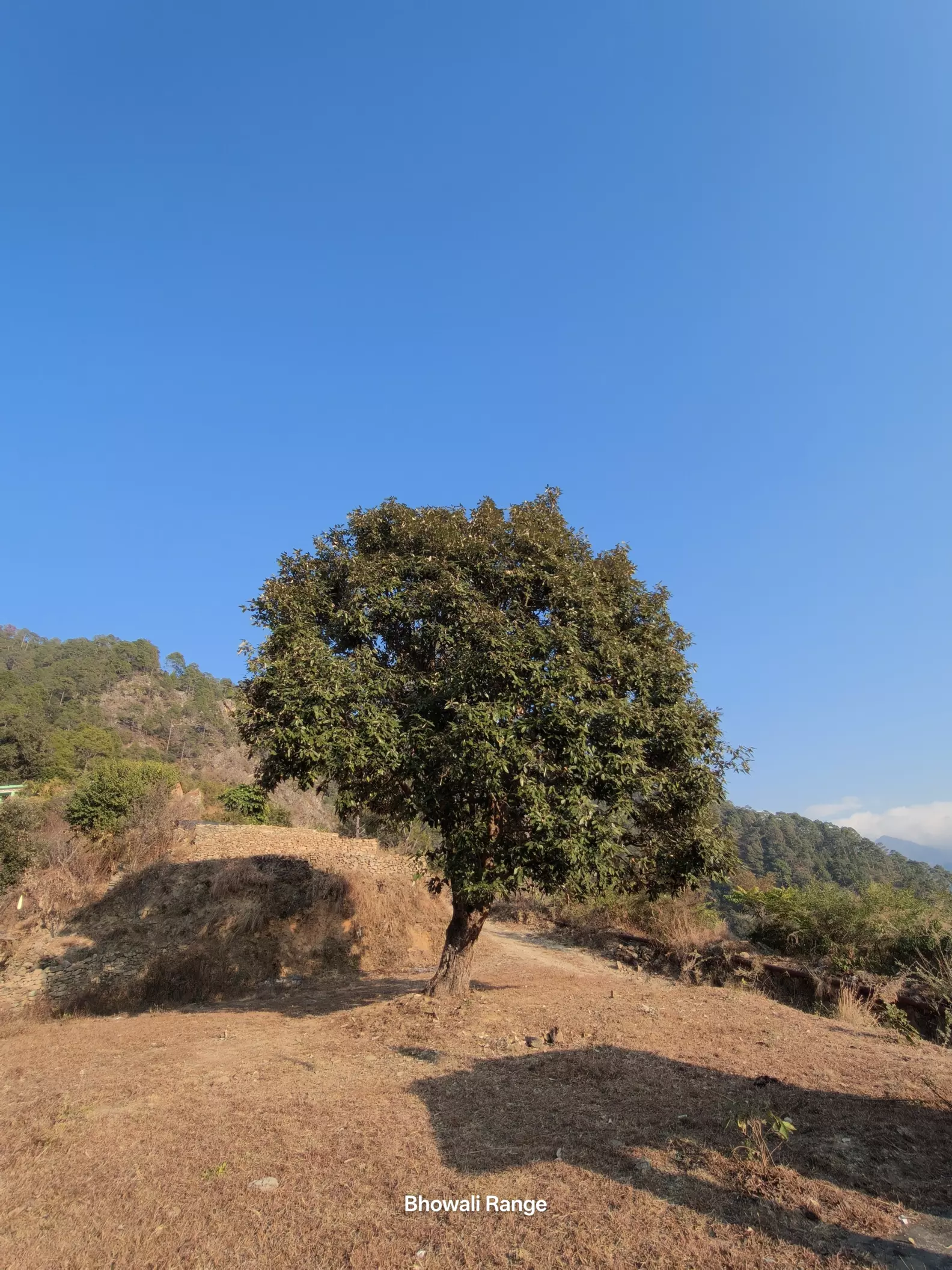 The Himalayan Hipster: Meet the Banj Oak