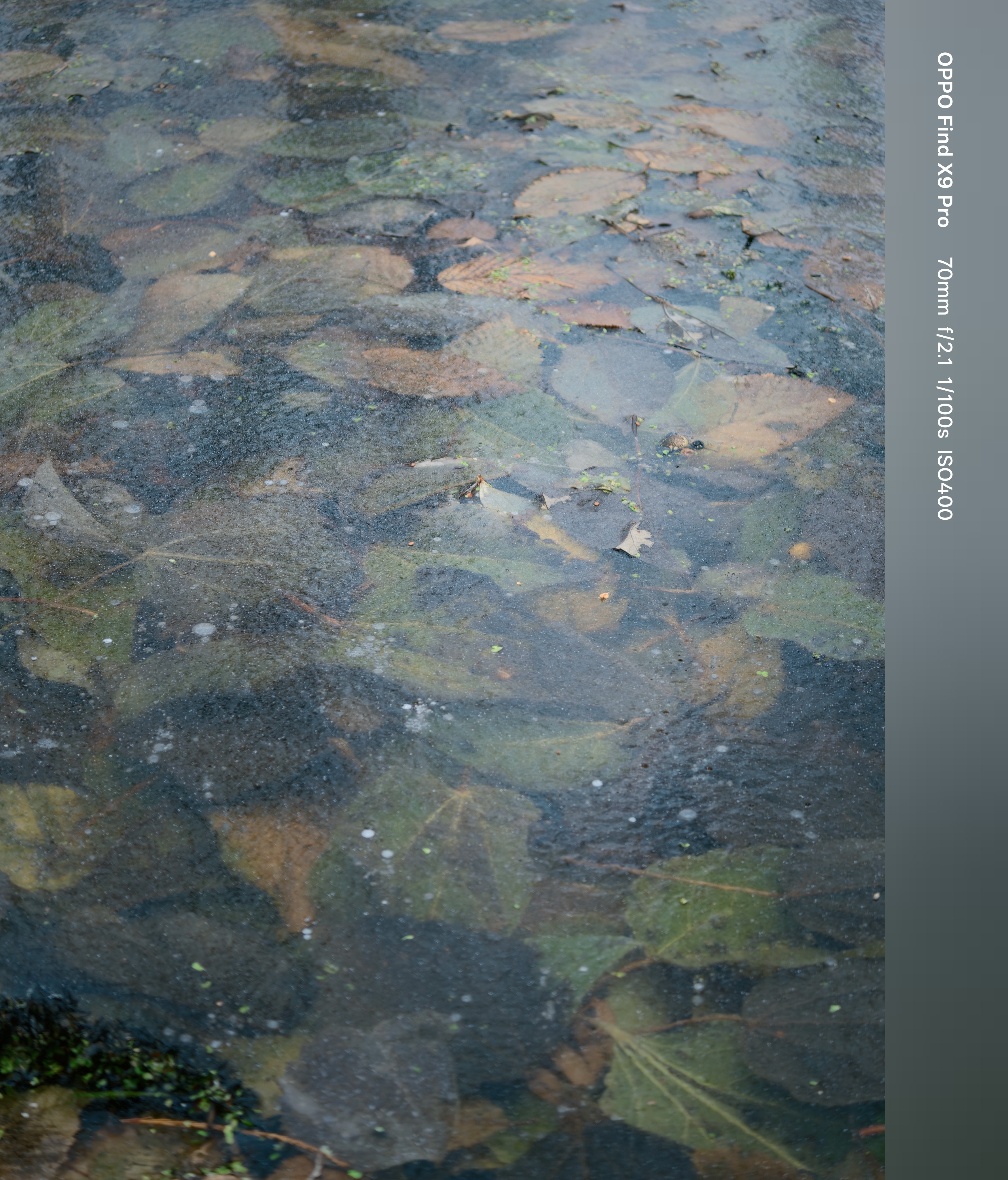 A frozen world of beauty In the Hortus Botanicus in Leiden i