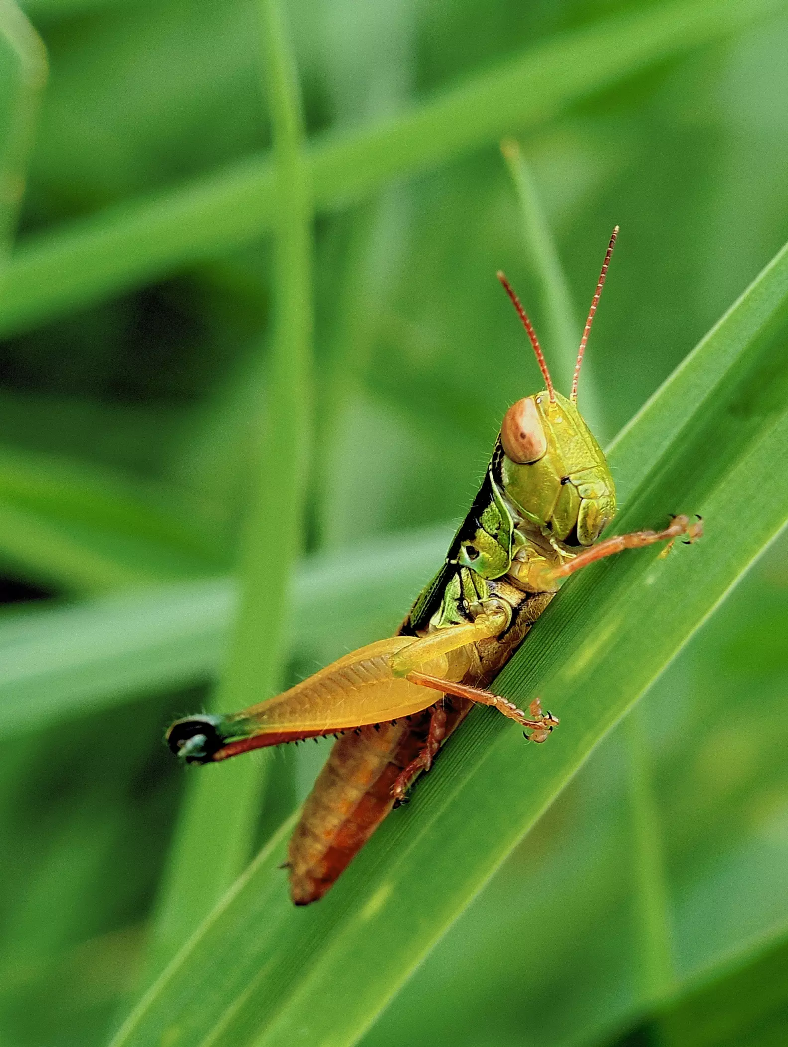Beautiful little grasshopper.This little grasshopper is tryi