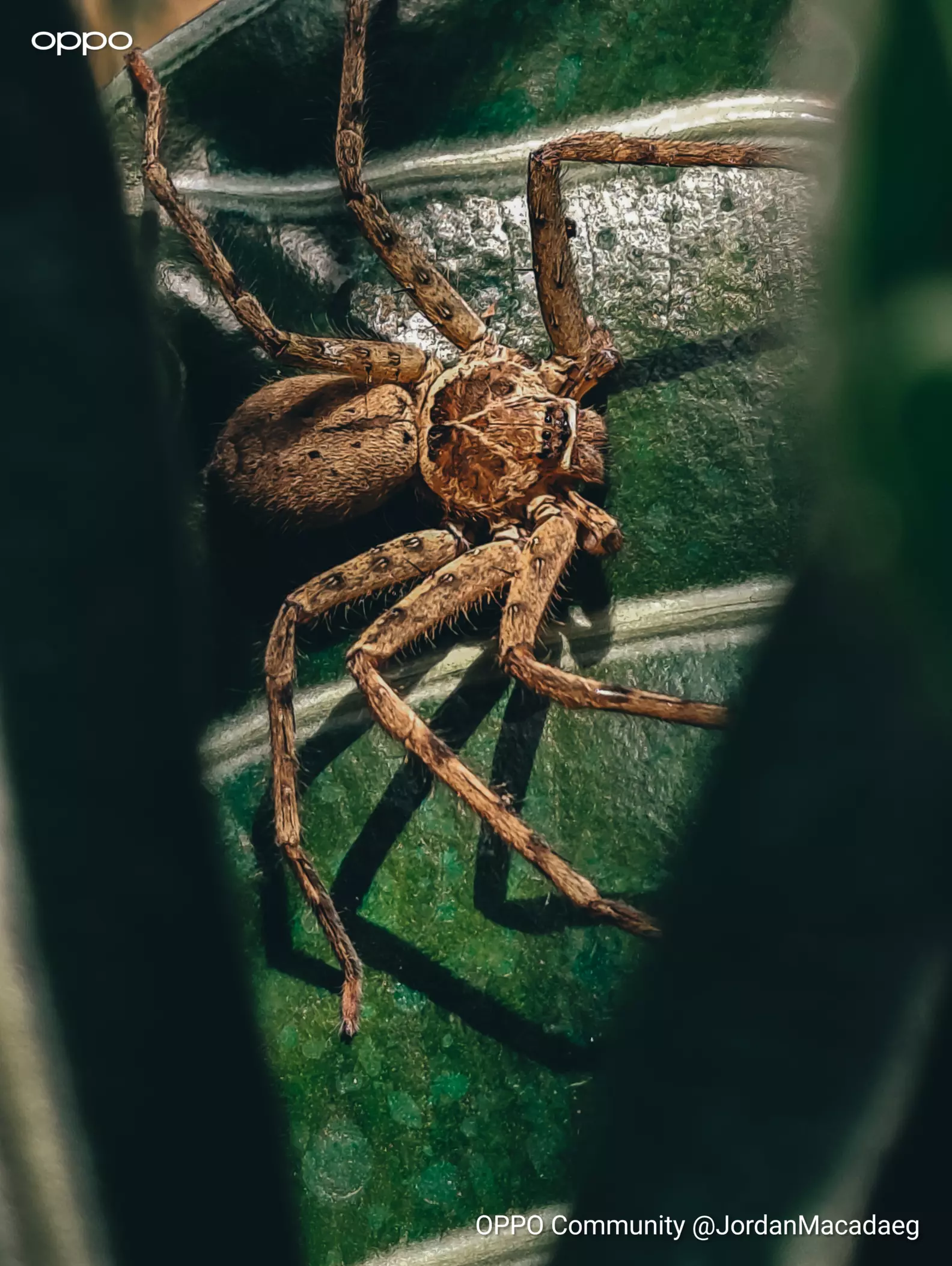 I’ve been trying to take photos of this spider and every tim