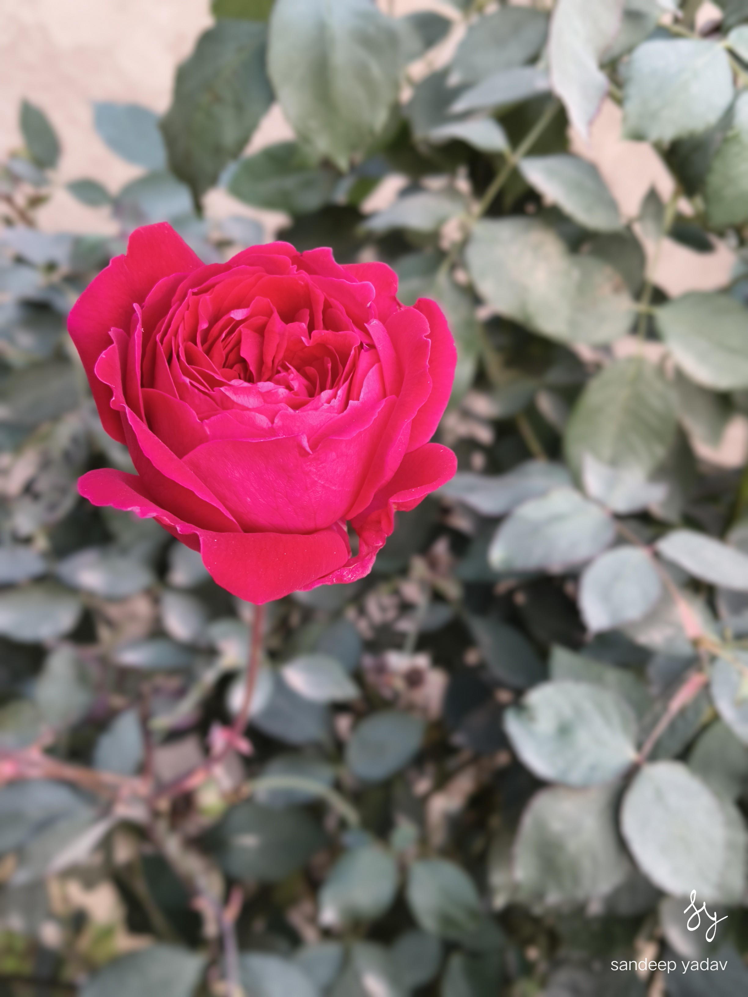 🌹🌹There is something timeless about the way a single rose