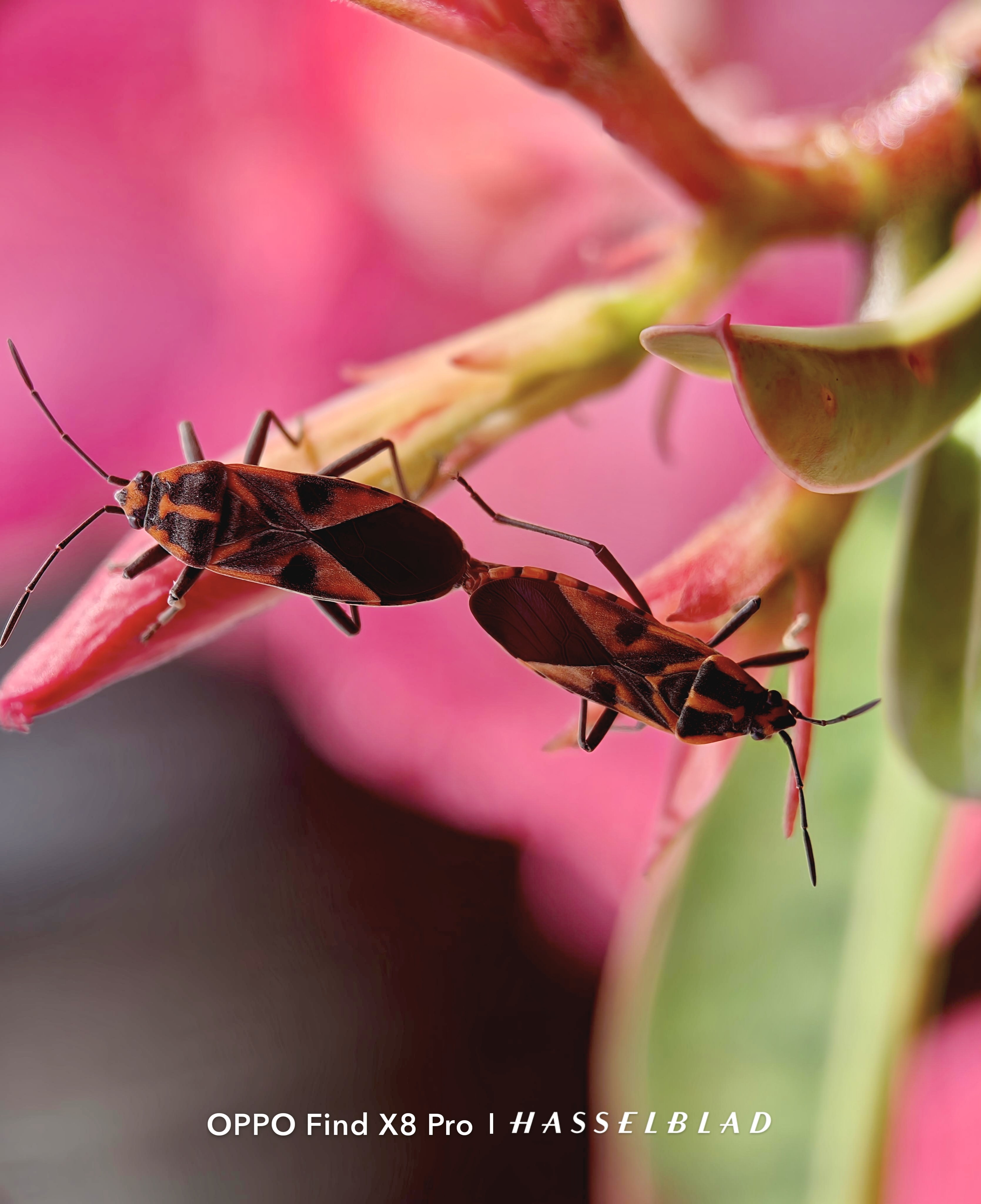 A pair of insects played among the flower petals.Among these