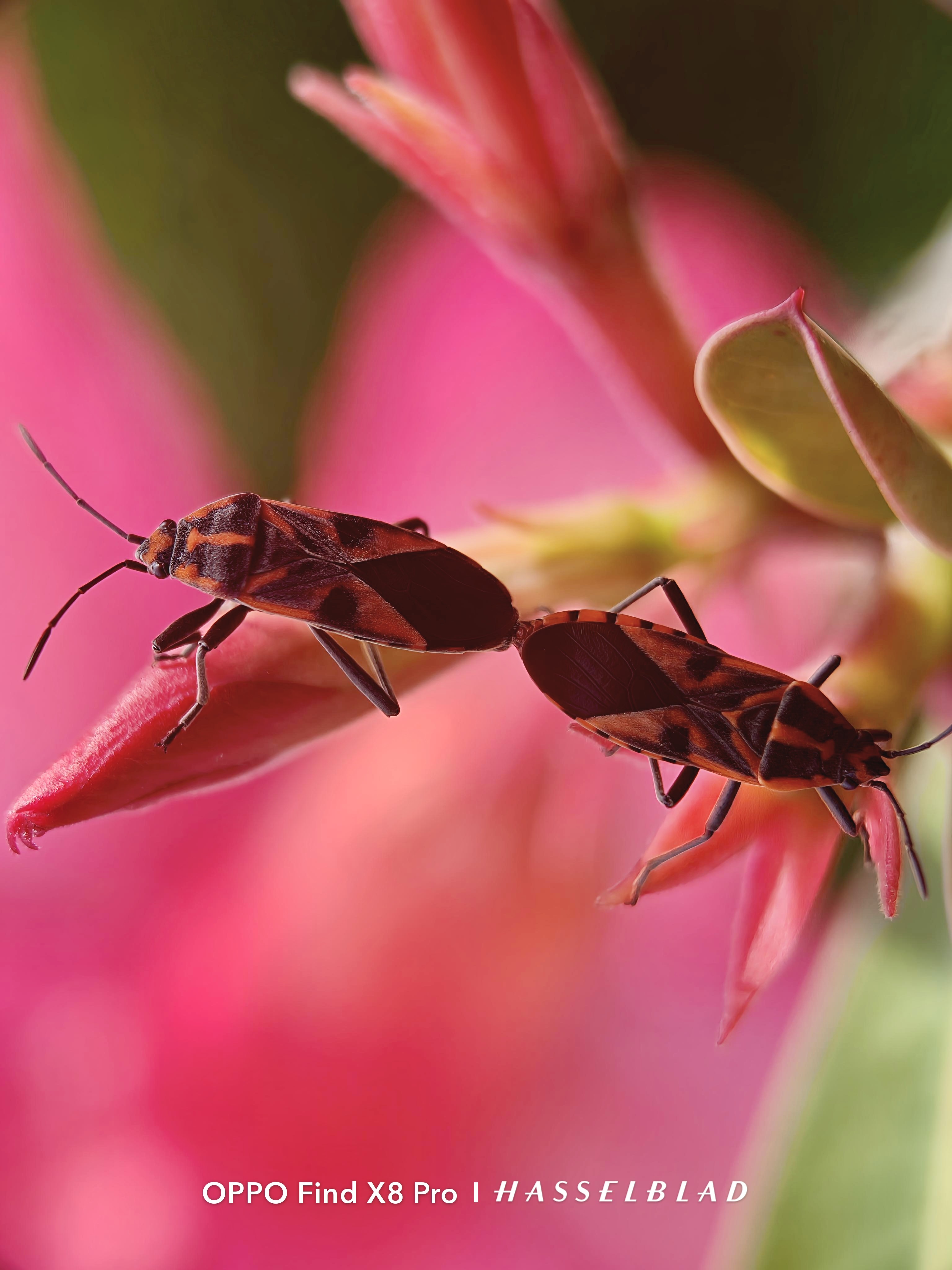 A pair of insects played among the flower petals.Among these