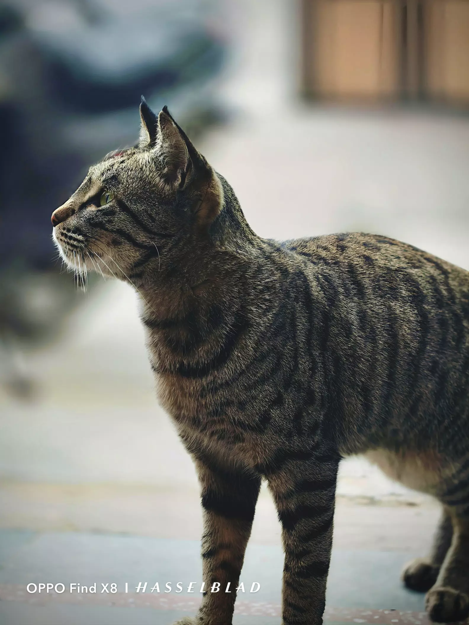 Capturing this cat was a task it took me long to make her co