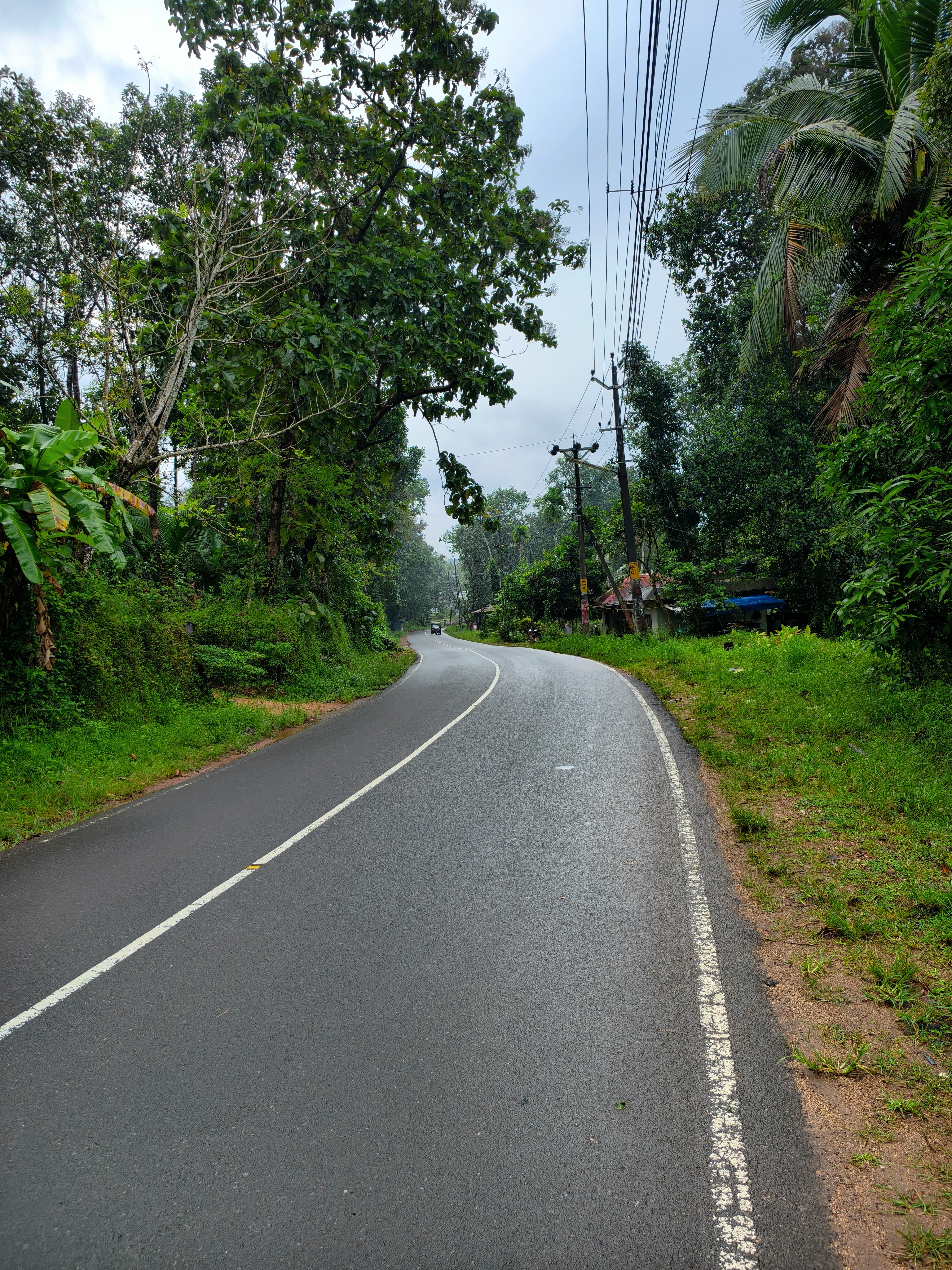 Rain: A Symphony of Memories and Green ☔