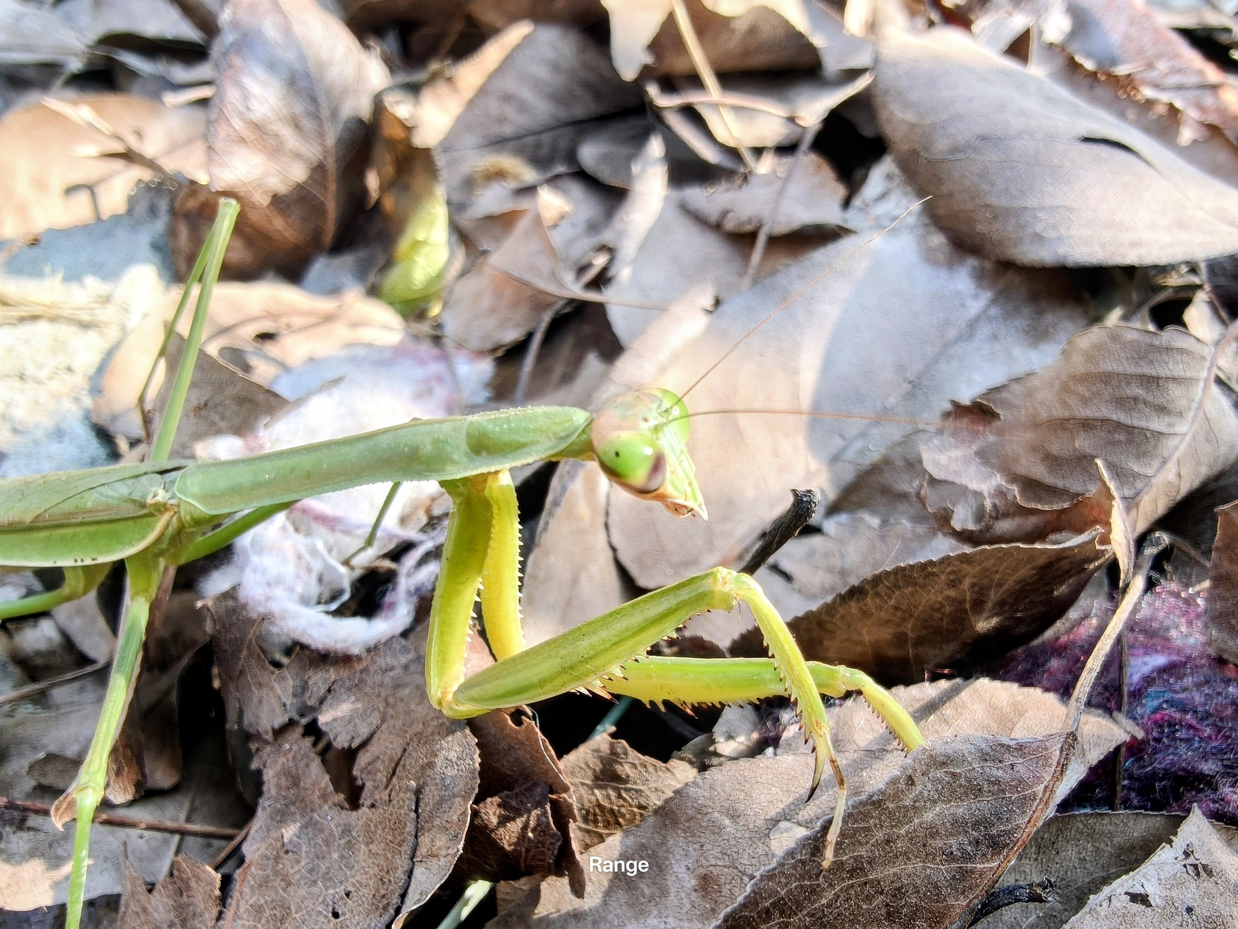 Green, Mean, and Zen-Like Machine