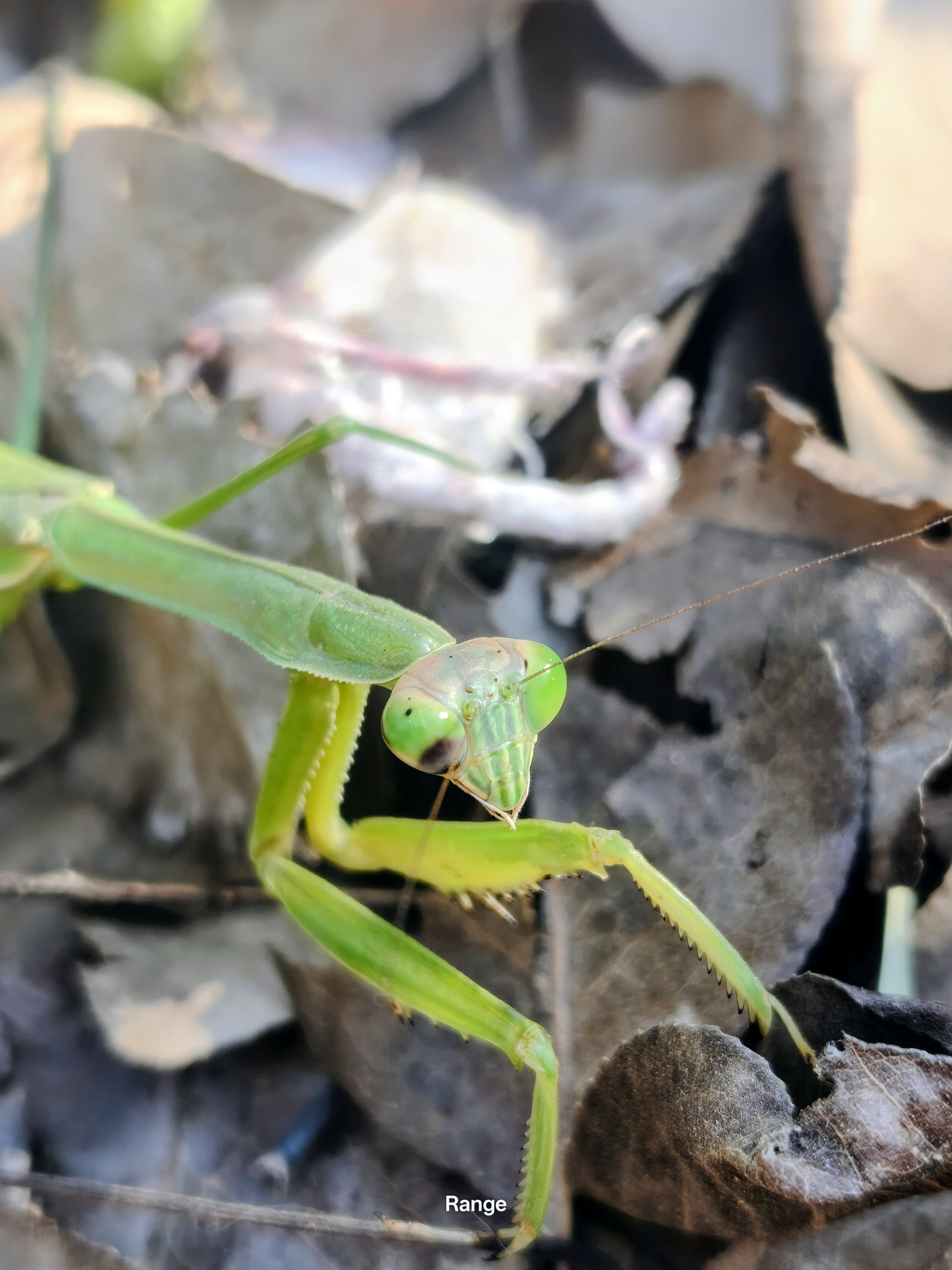 Green, Mean, and Zen-Like Machine