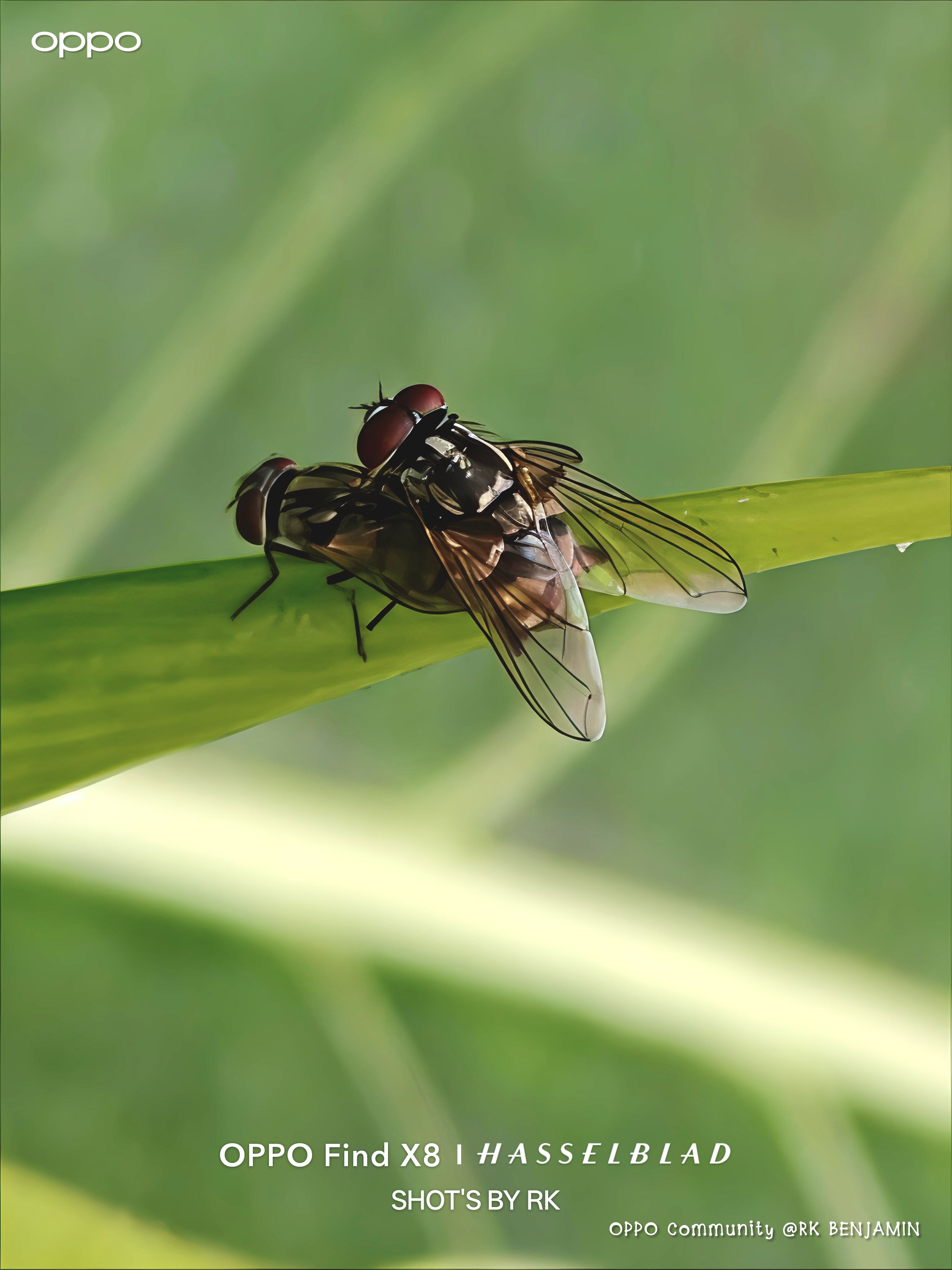 Behold, a common green bottle fly—Lucilia sericata, if you m