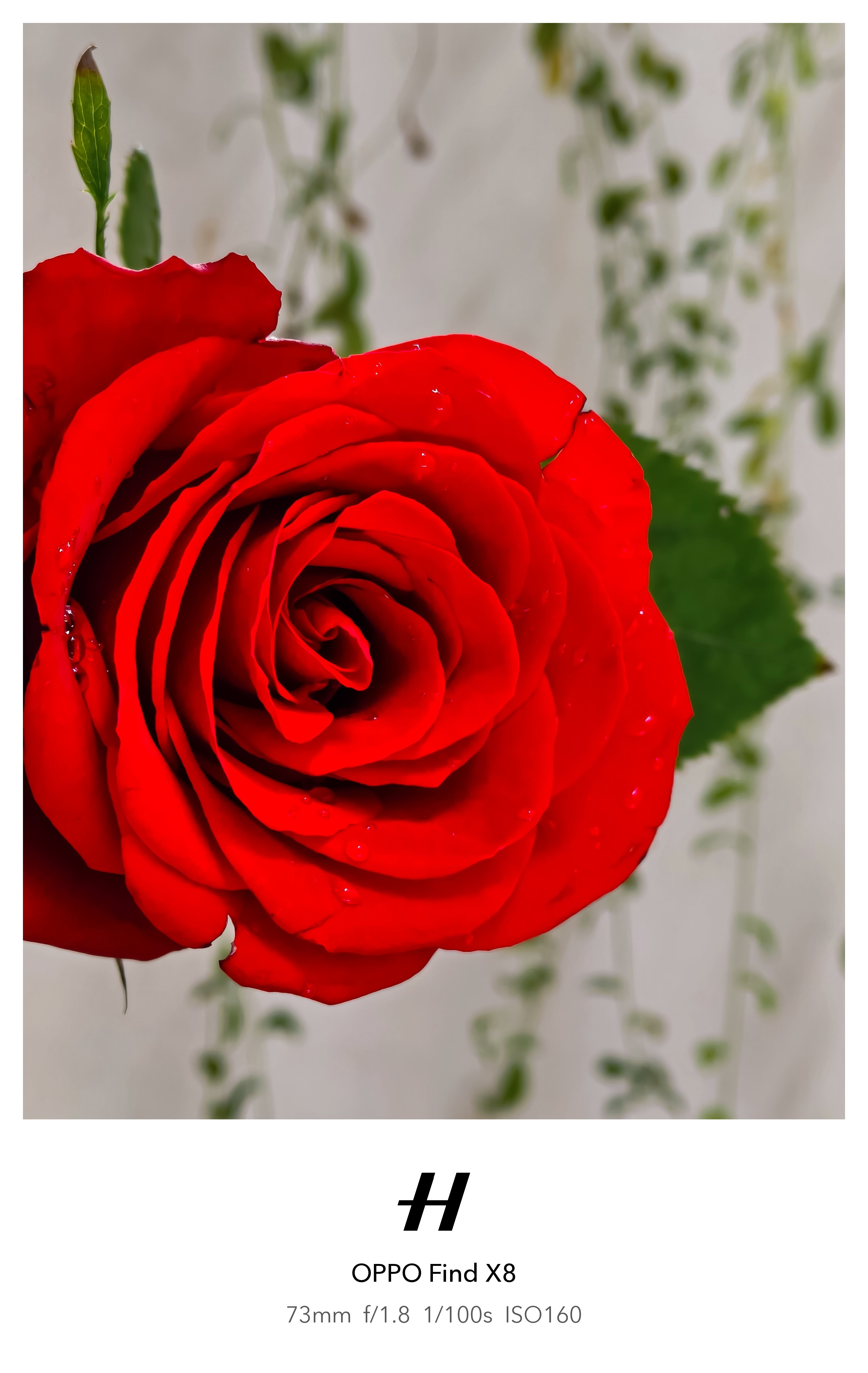 This red rose reminds me of passion, warmth, and quiet stren