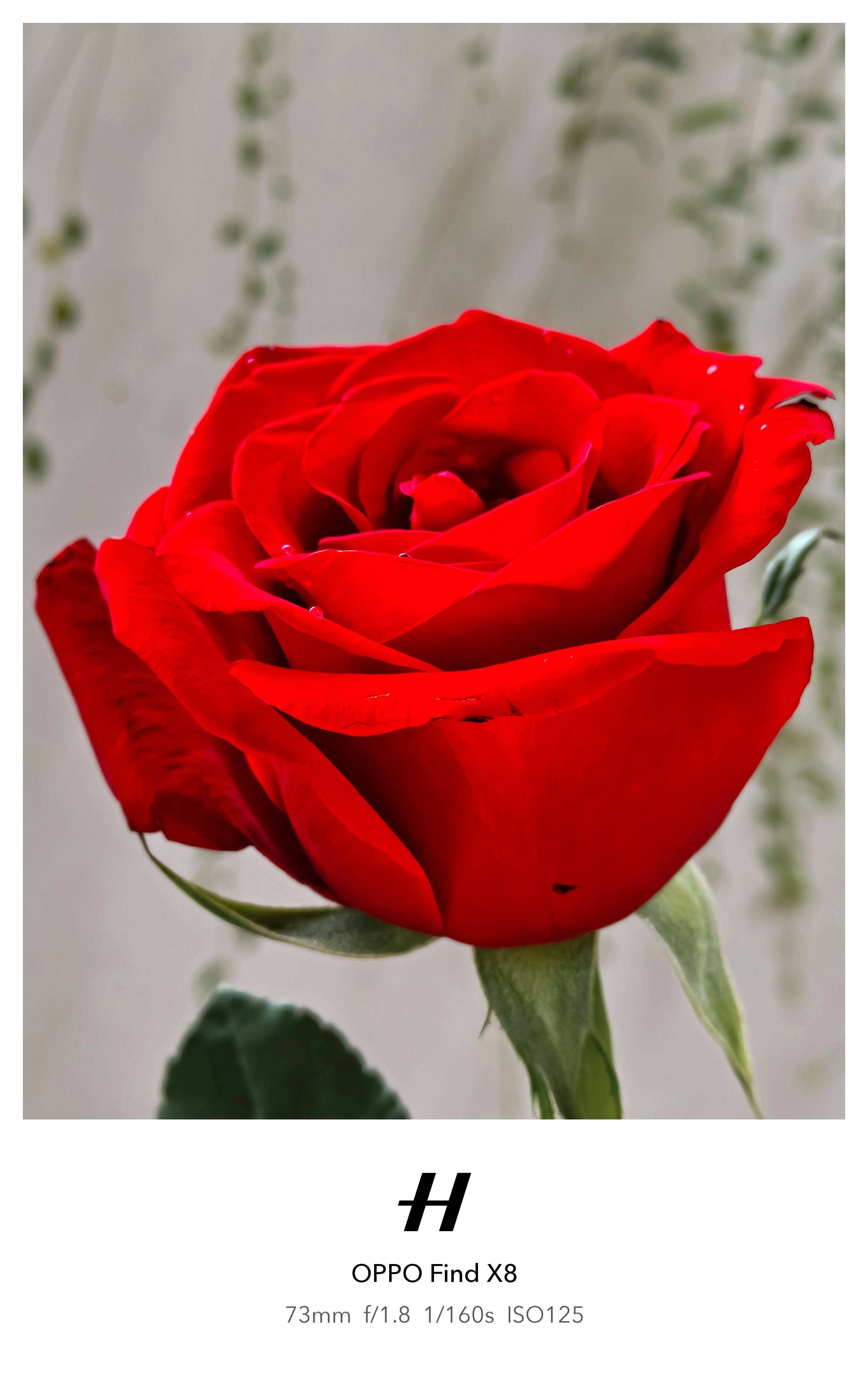 This red rose reminds me of passion, warmth, and quiet stren