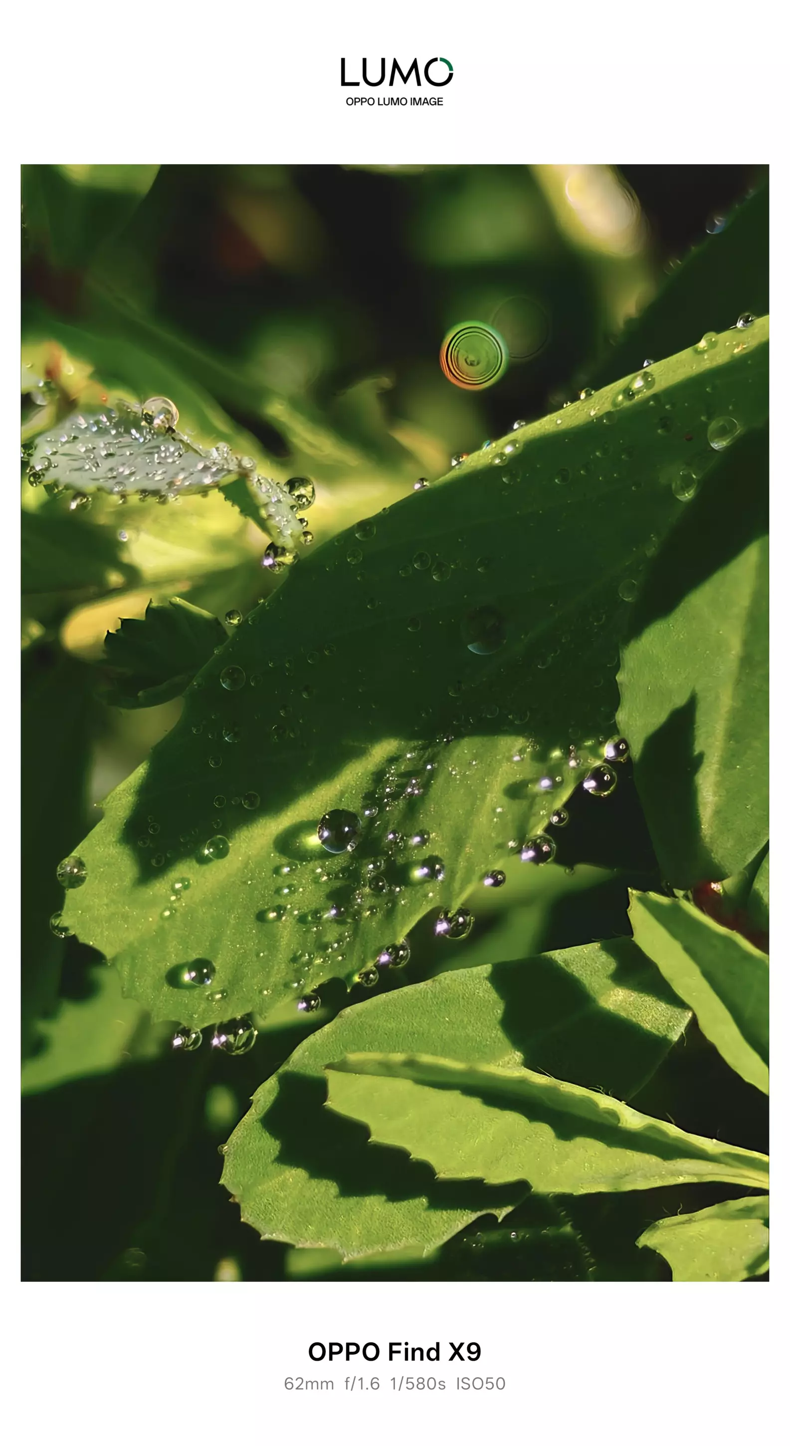 Macro photography with the OPPO Find X9 reveals the precisio