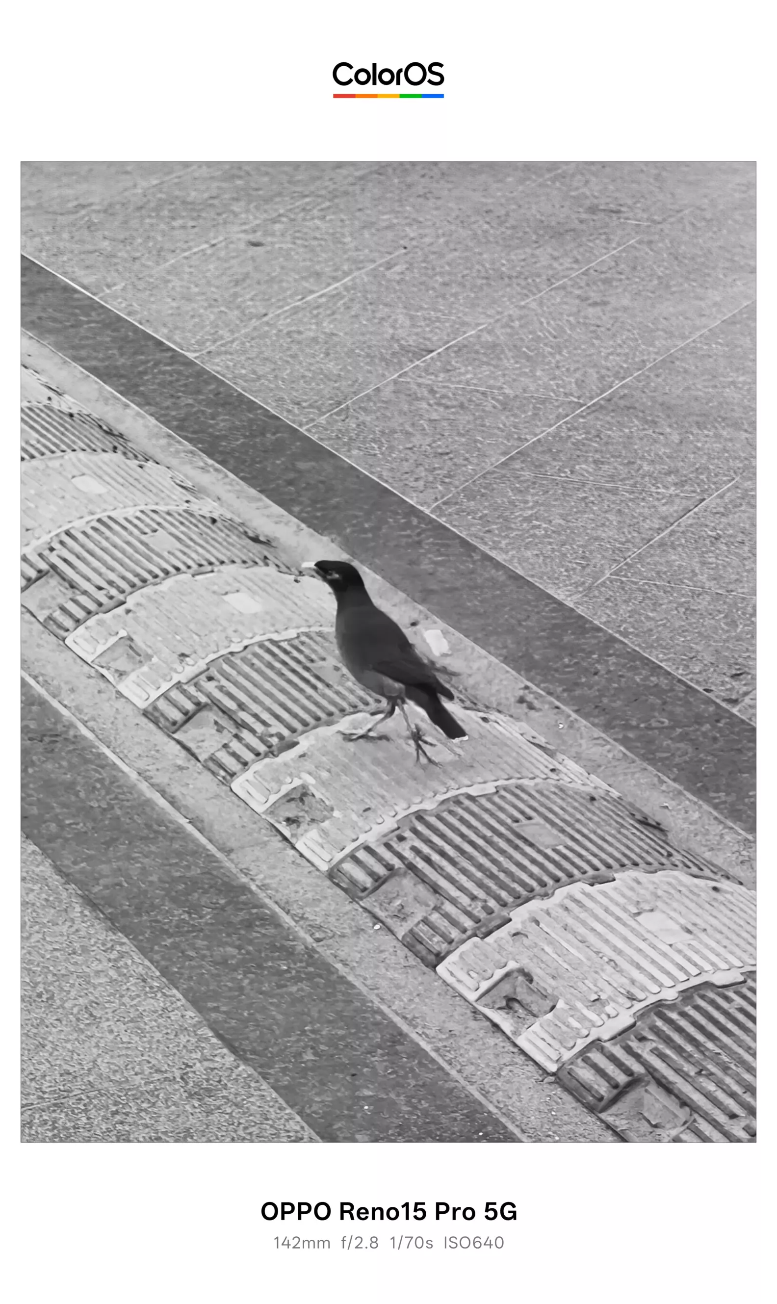 You’re just out for a stroll, but this bird is on a mission.