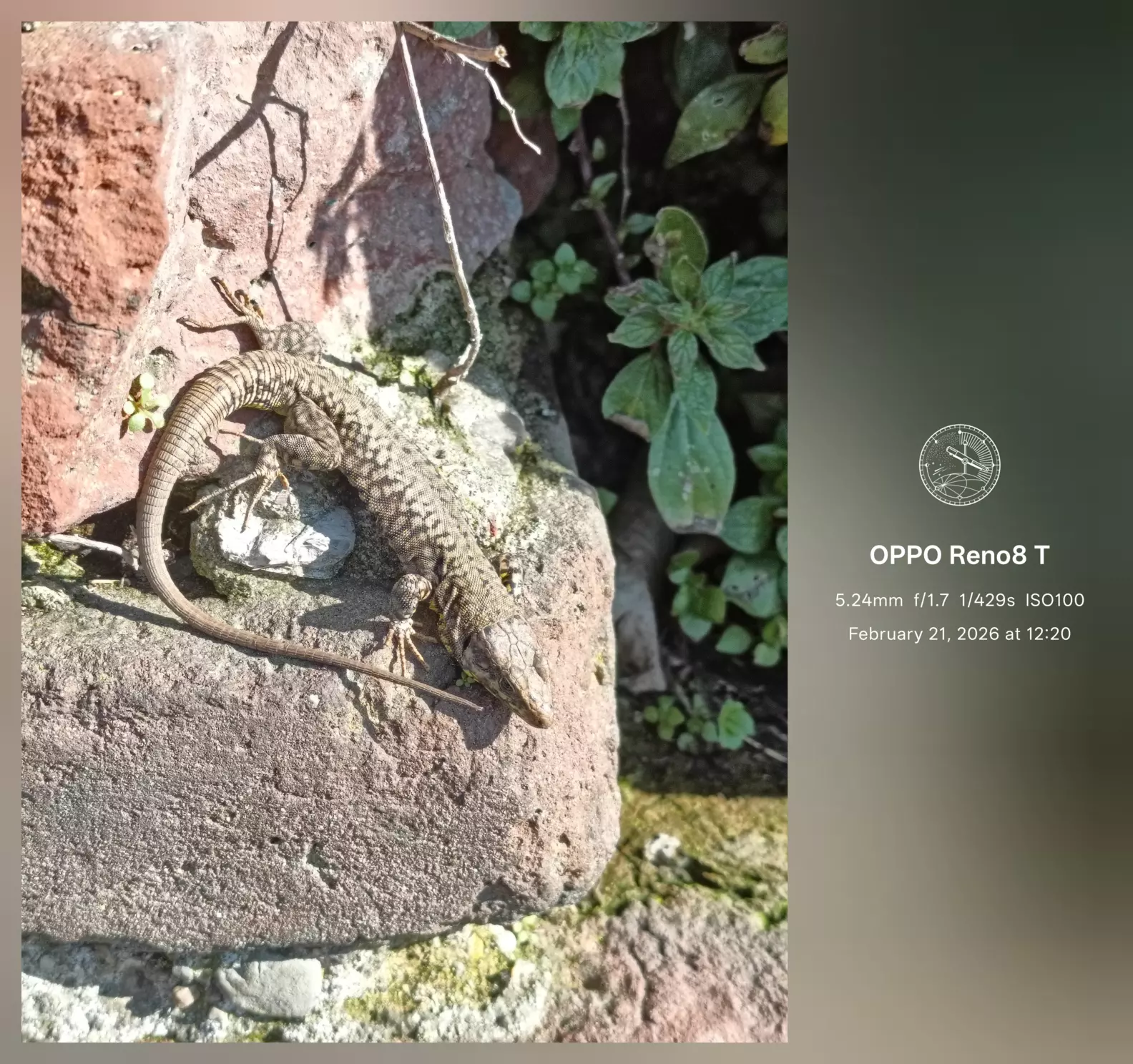Lizard shot on Reno 8T 4gThis amazing and high quality shot
