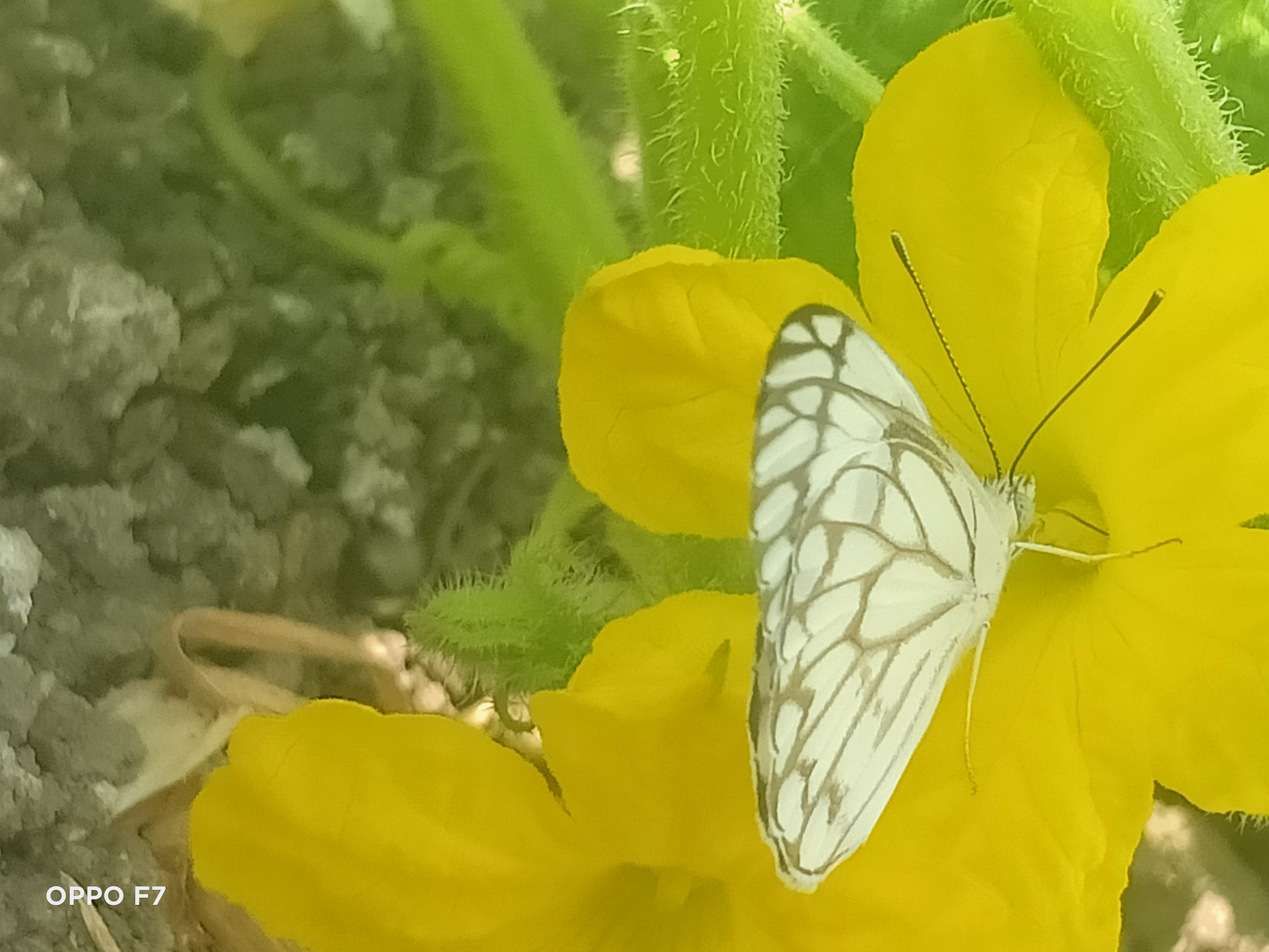 Grace on Yellow Blooms 🦋🌼A beautiful white butterfly resti