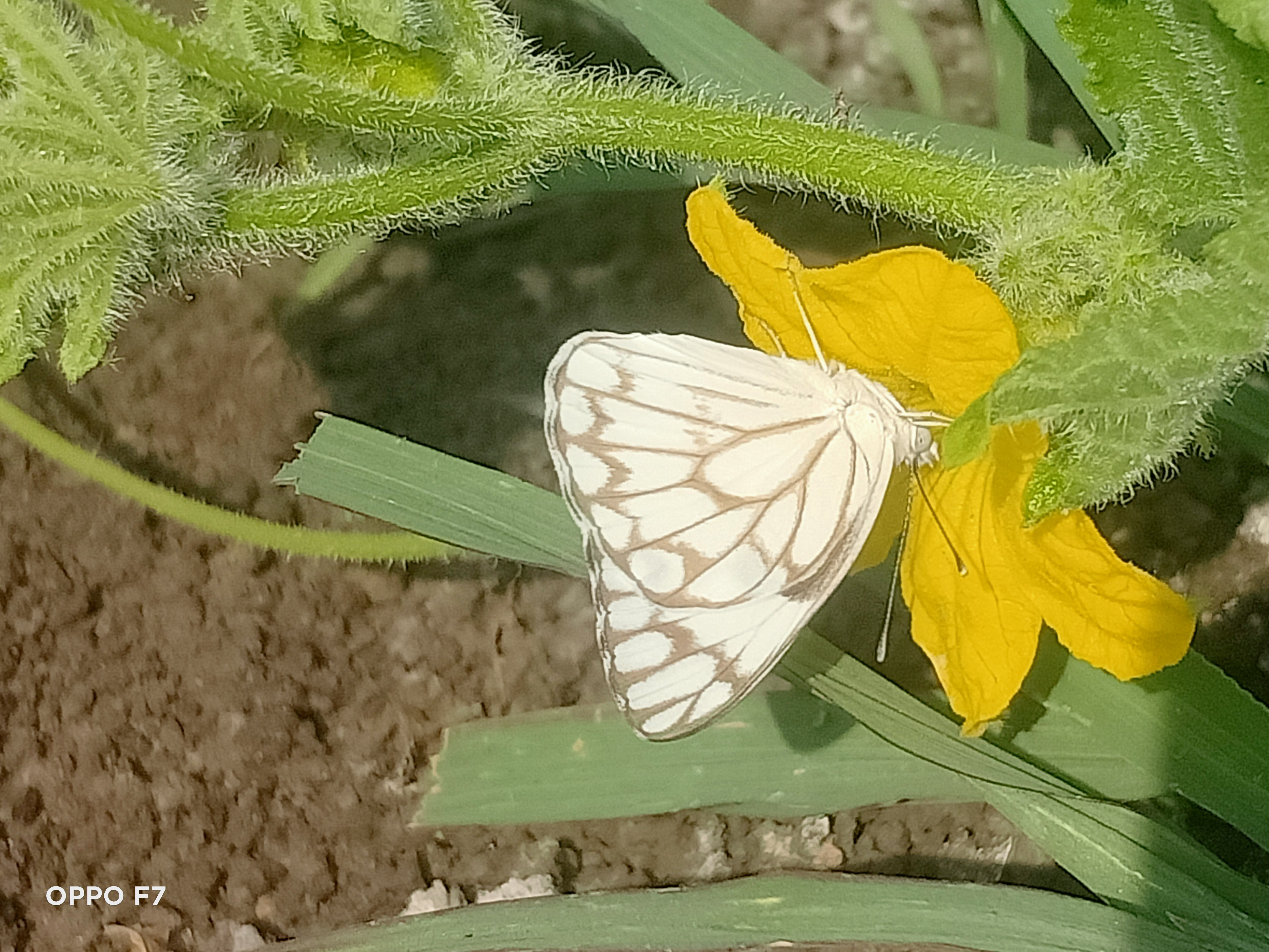 Grace on Yellow Blooms 🦋🌼A beautiful white butterfly resti
