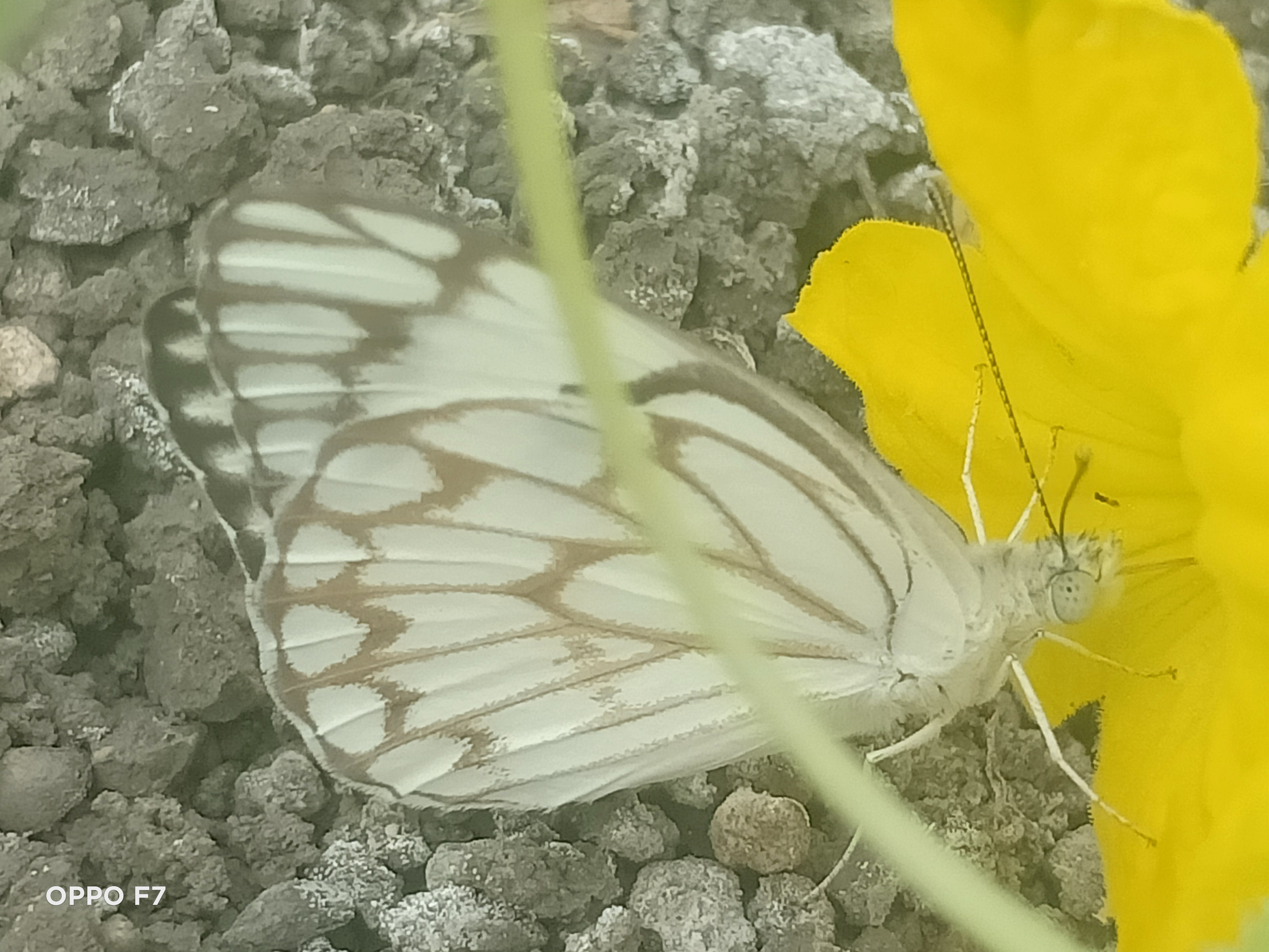 Grace on Yellow Blooms 🦋🌼A beautiful white butterfly resti