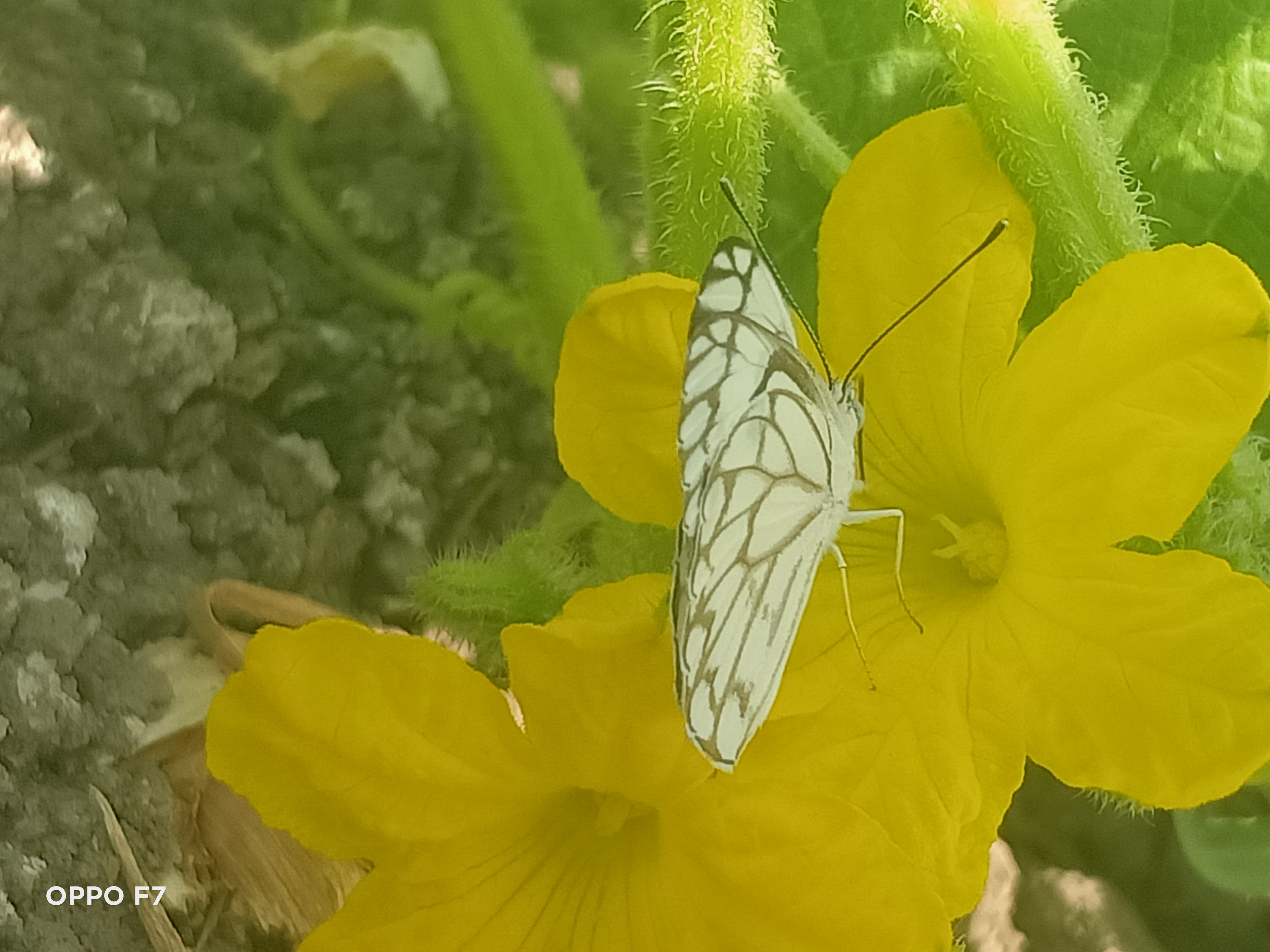 Grace on Yellow Blooms 🦋🌼A beautiful white butterfly resti