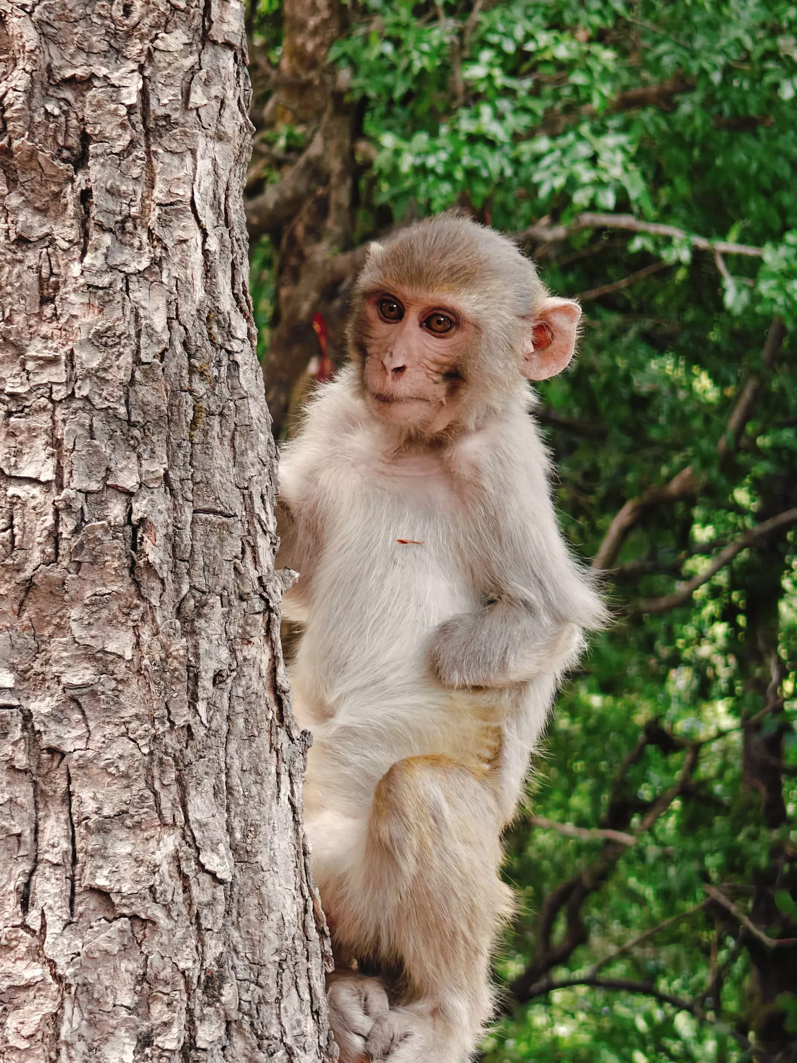 📸 Shot of the Day 🐒 ️A tiny warrior of the wild. Despite l