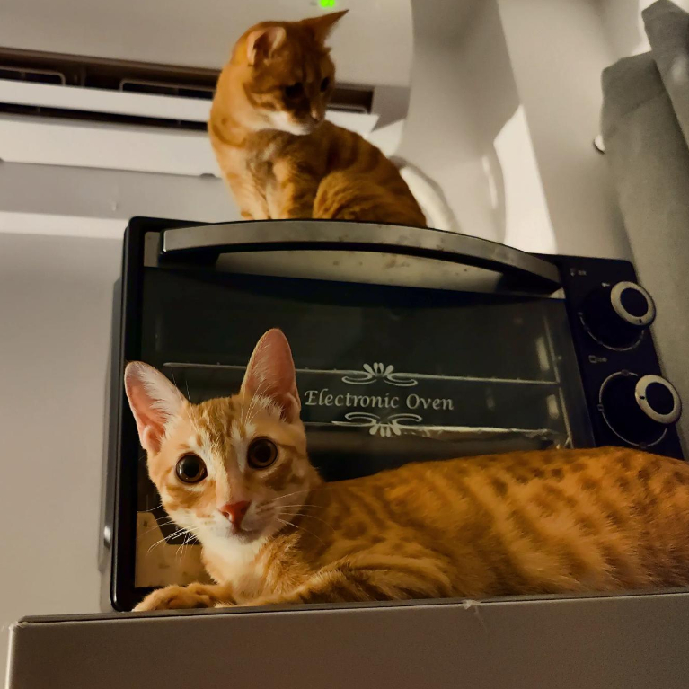 OPPO Global Community