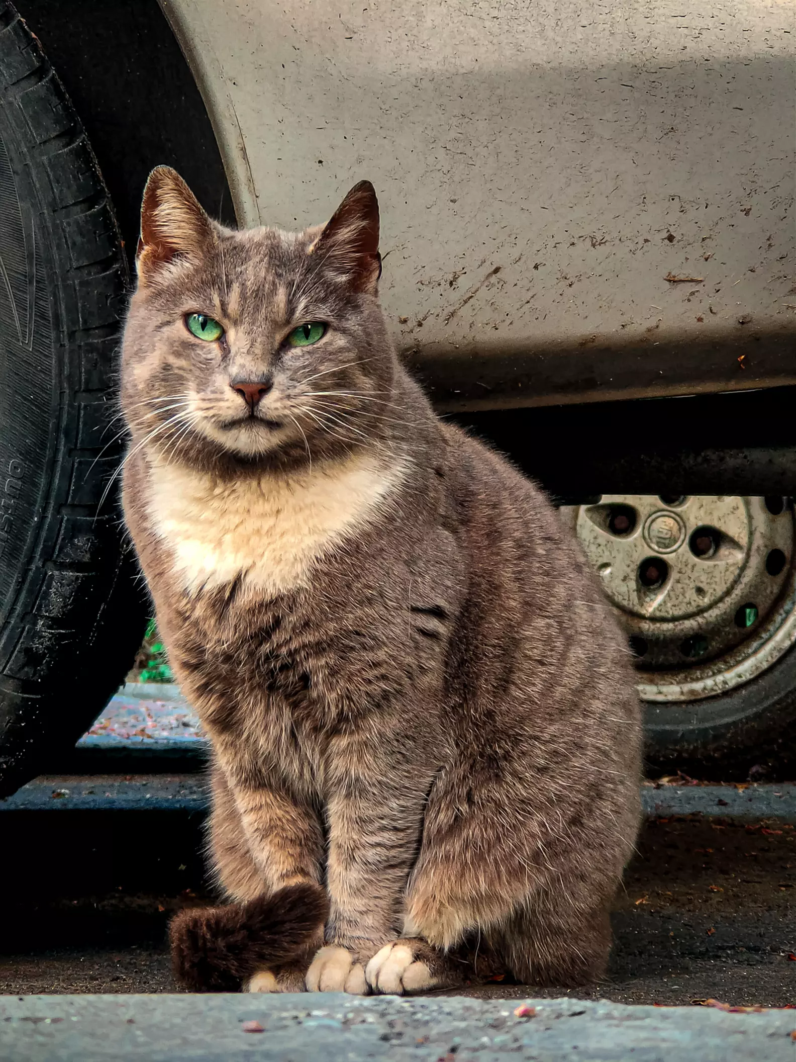 Out and about 🙀🙀Cats of OPPO