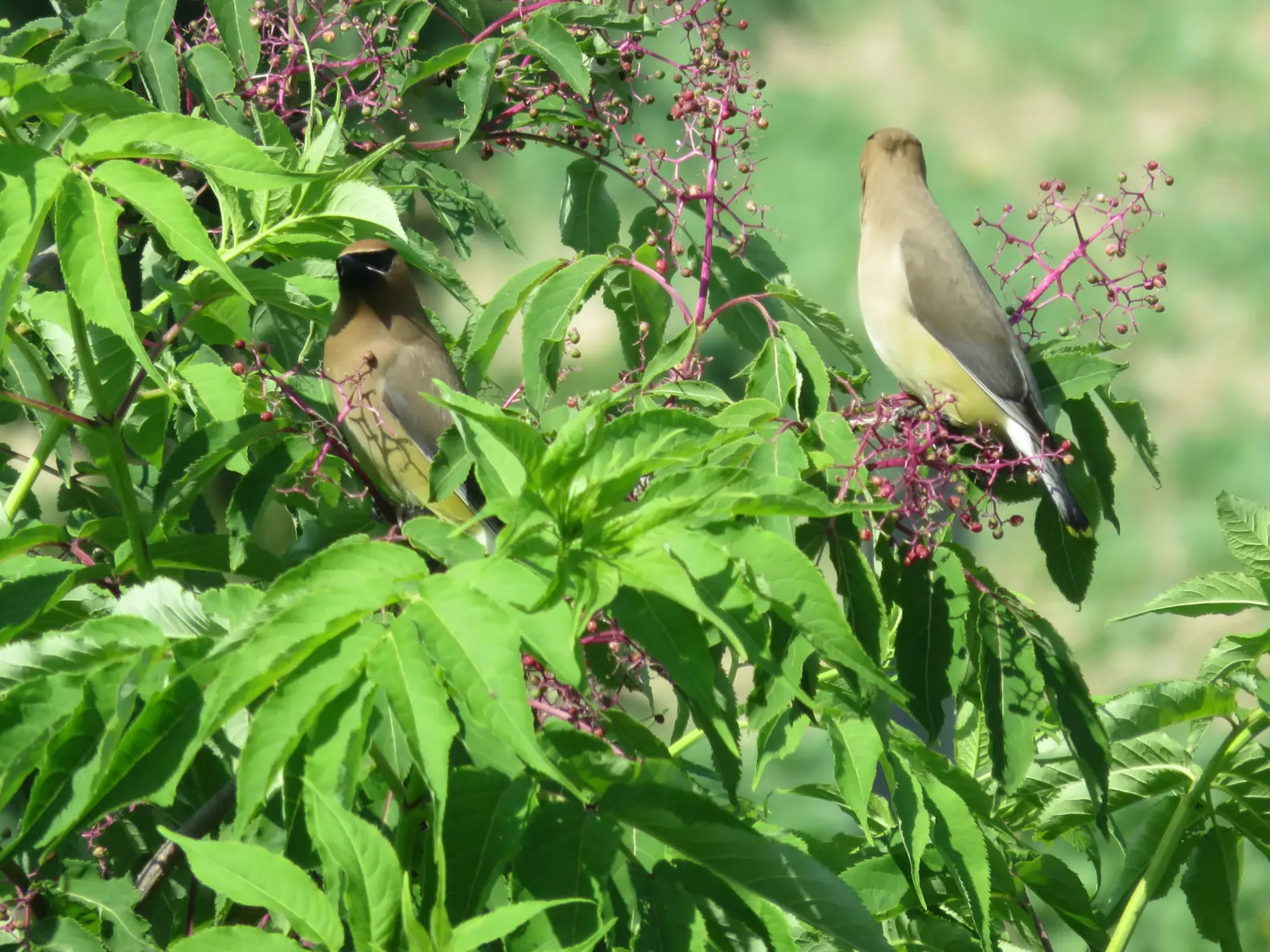 OPPO Global Community