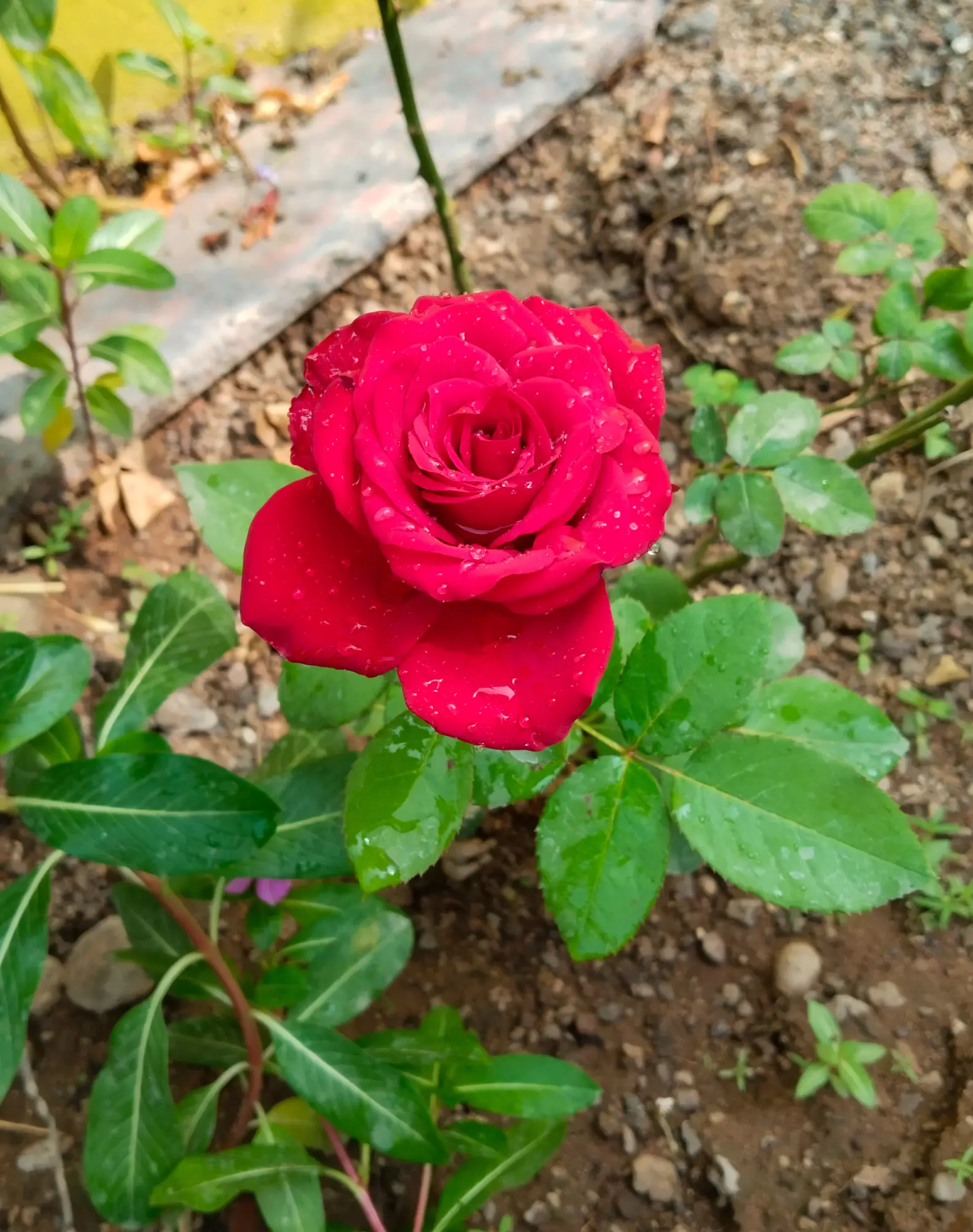If the rose is a beautiful flower, it is also because it ope
