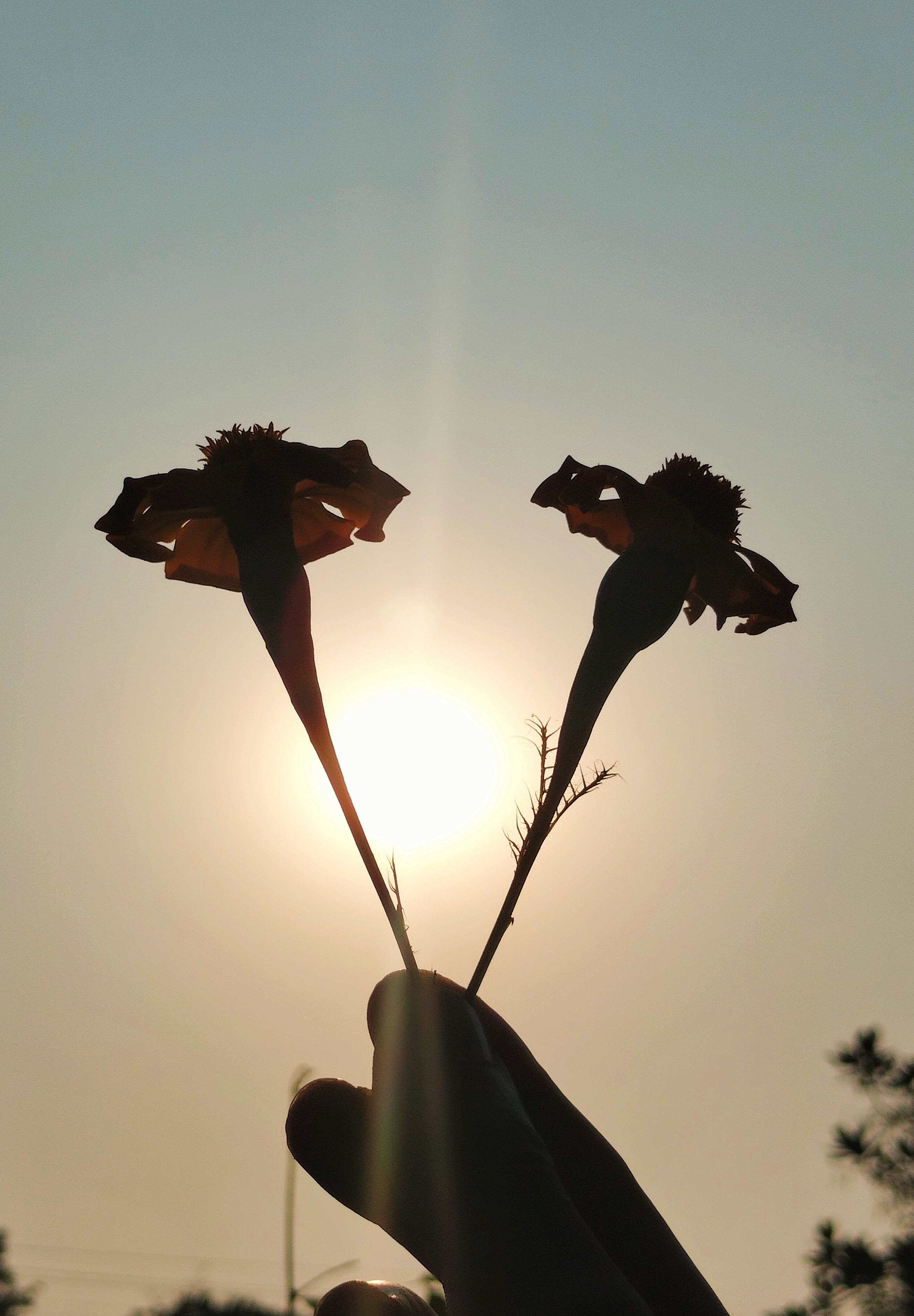 Creating Shapes using flowers.Shape V & LHere is my entry.