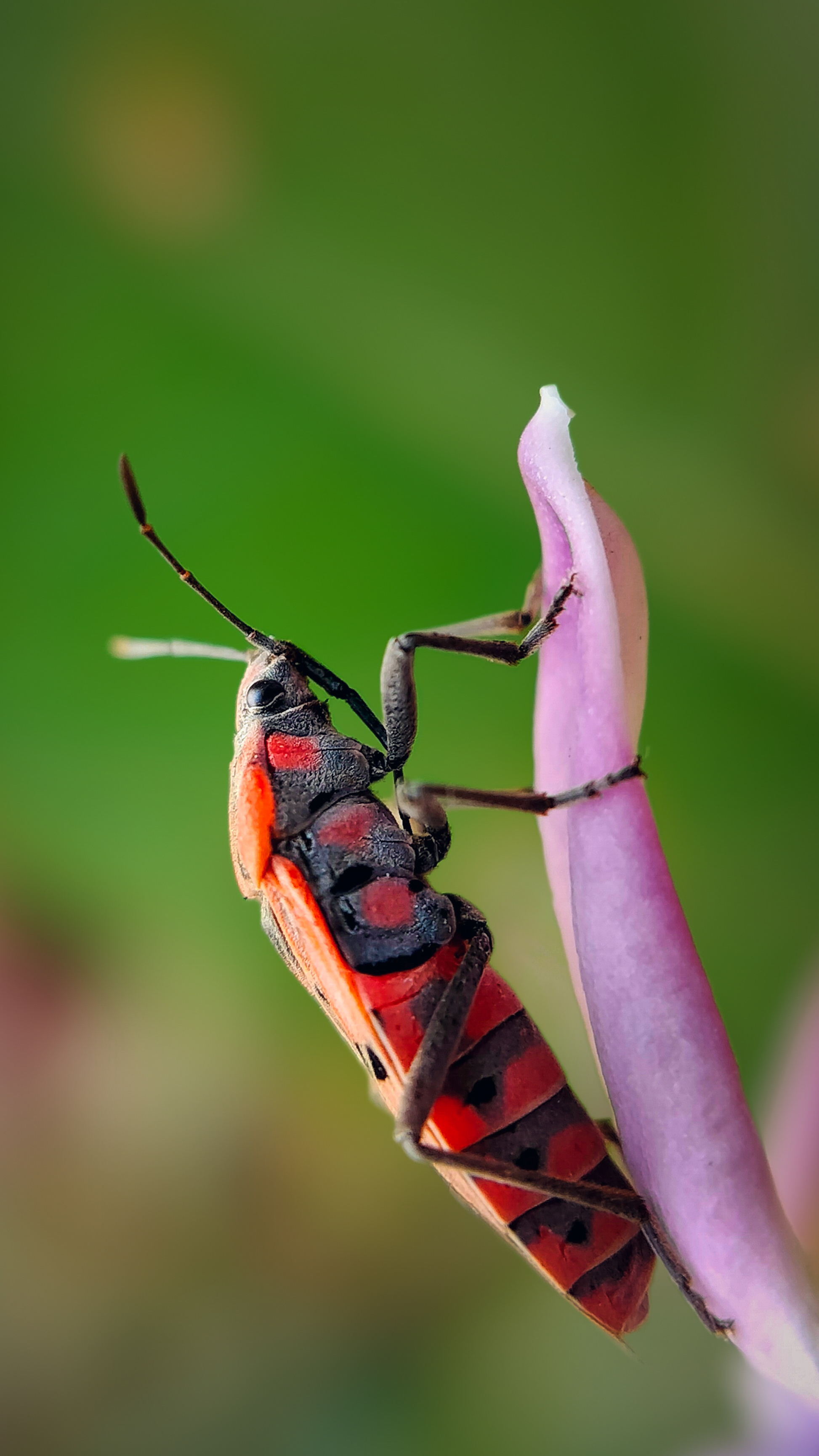 Macro Photography Tutorial With Minimal Processing