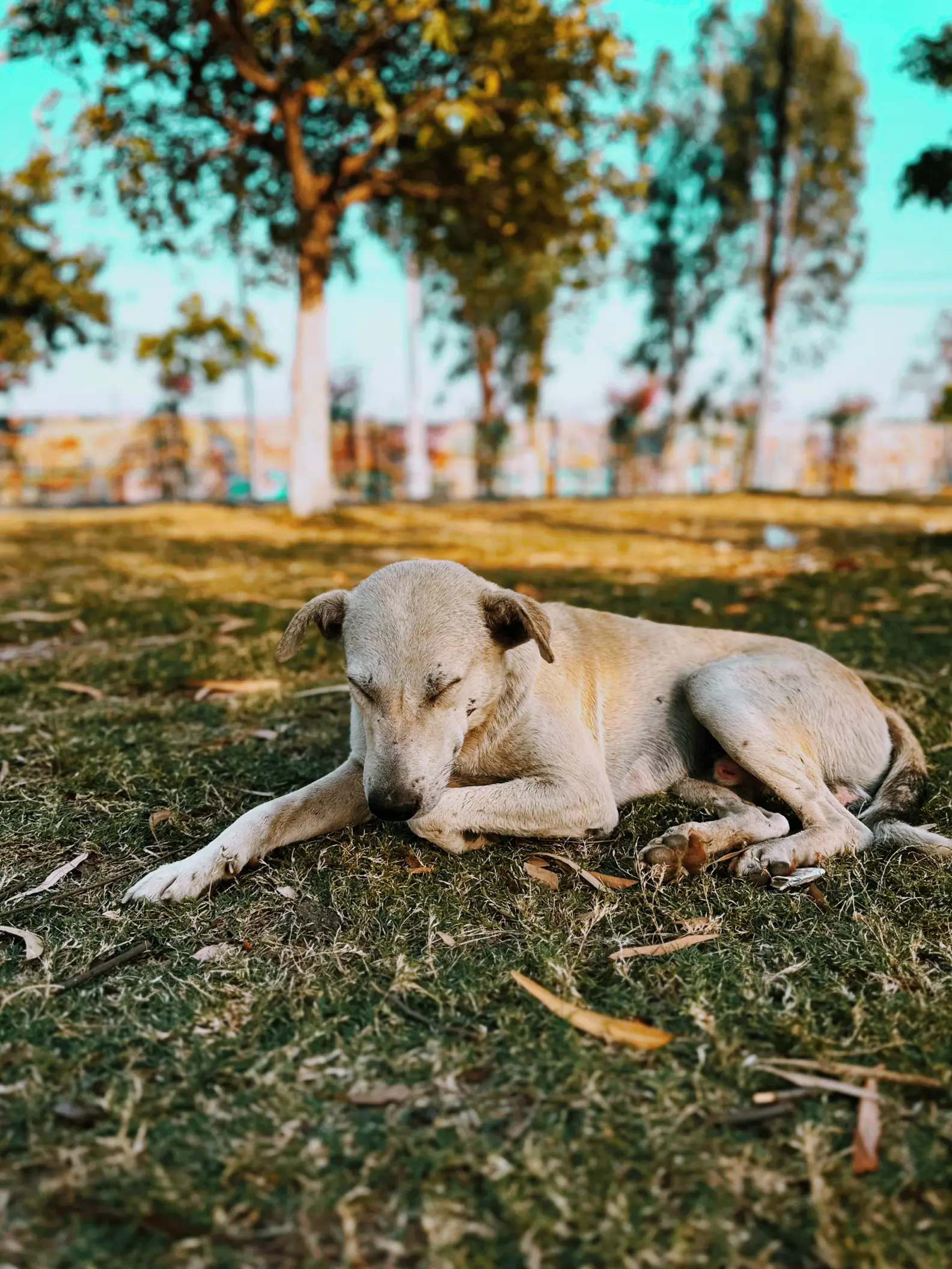 A brown and white dog relaxing under the shade of a tree in