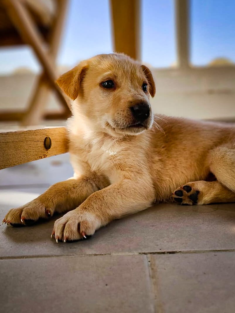 My Top 10 OPPO animals (Non-aquatic)