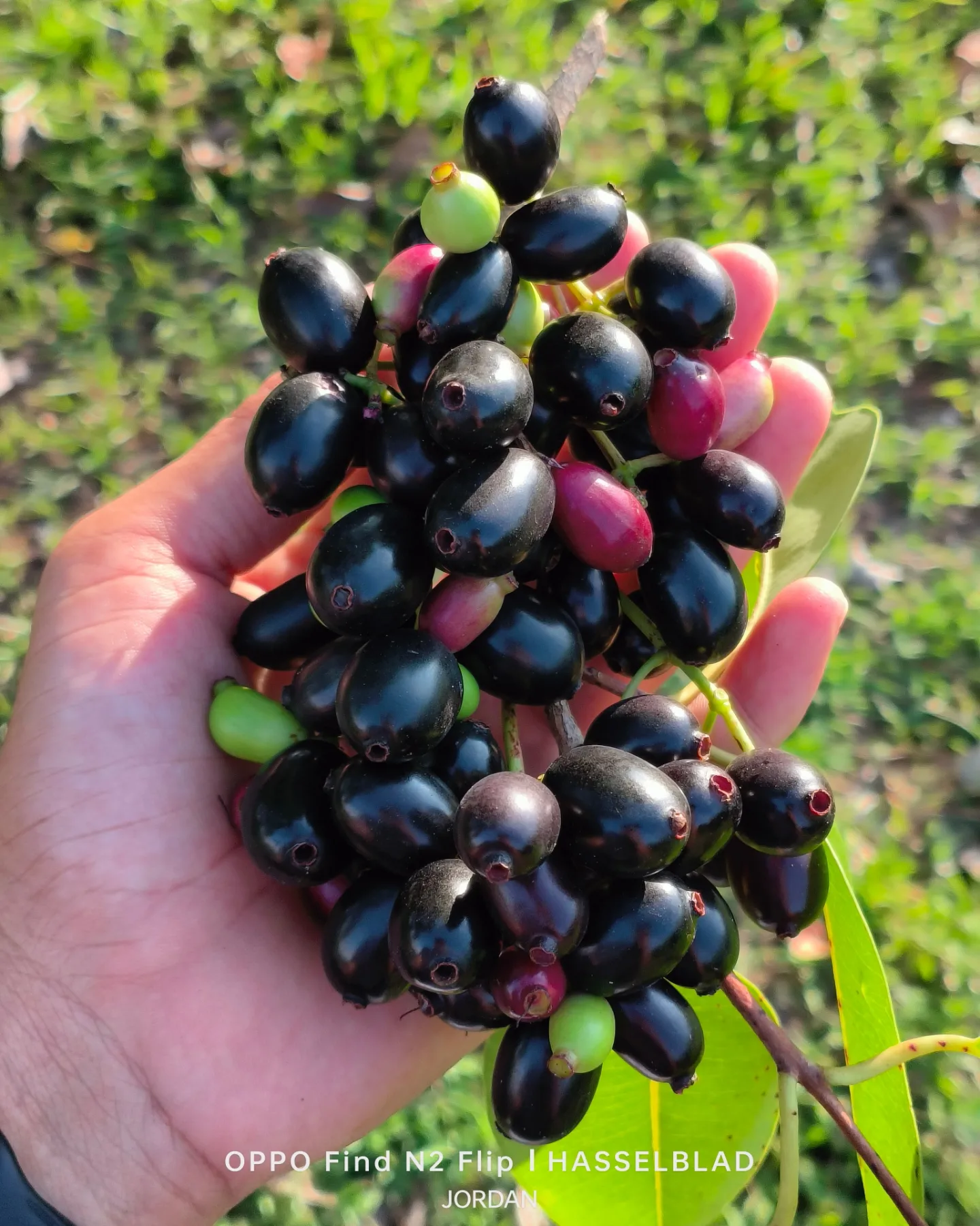 OPPO Global Community