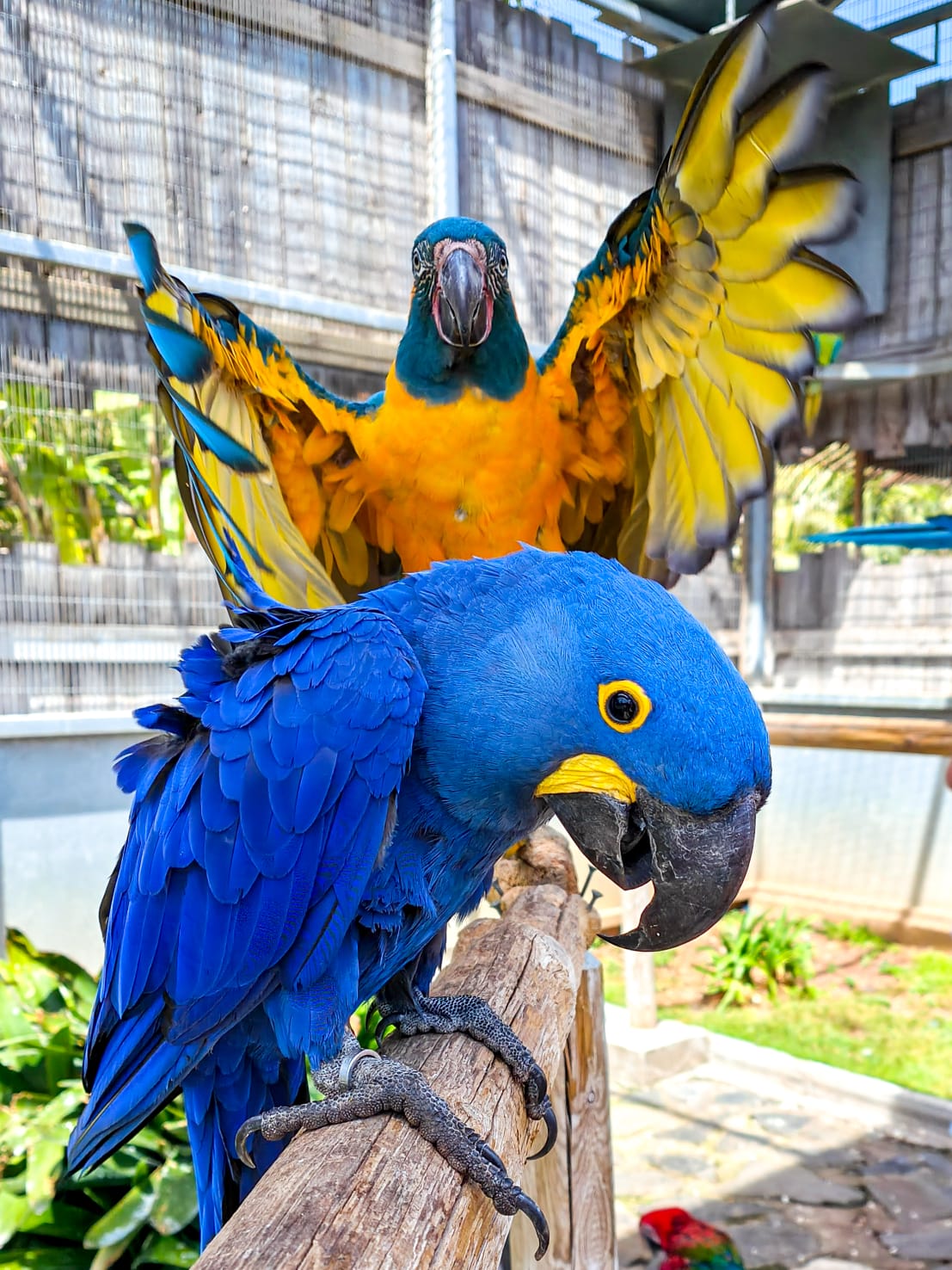 My Top 10 Oppo Birds