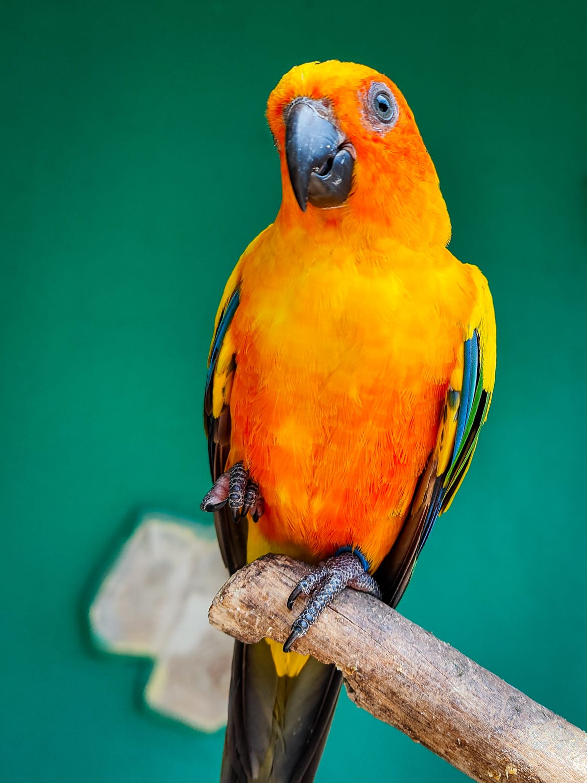 My Top 10 Oppo Birds