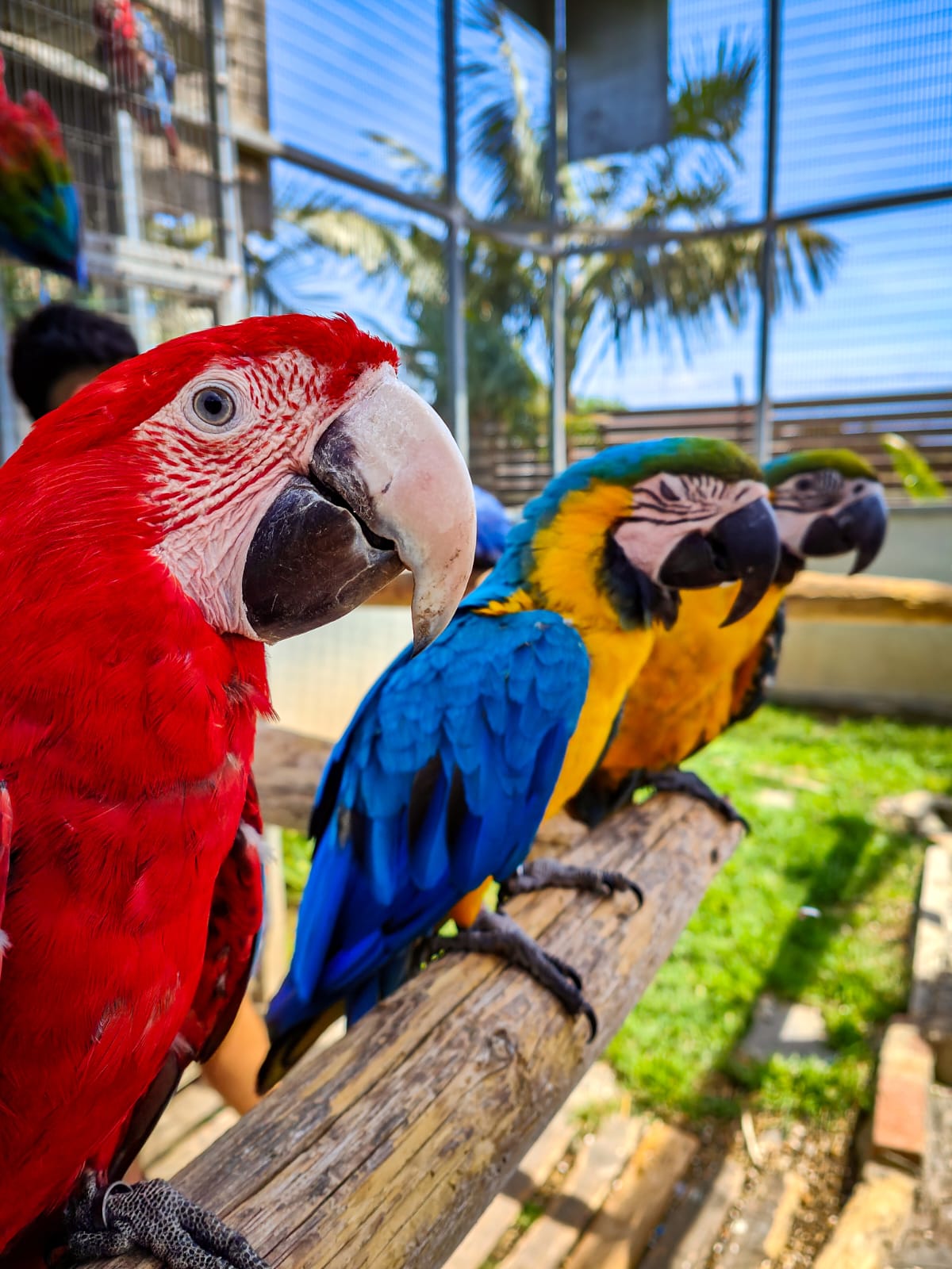 My Top 10 Oppo Birds