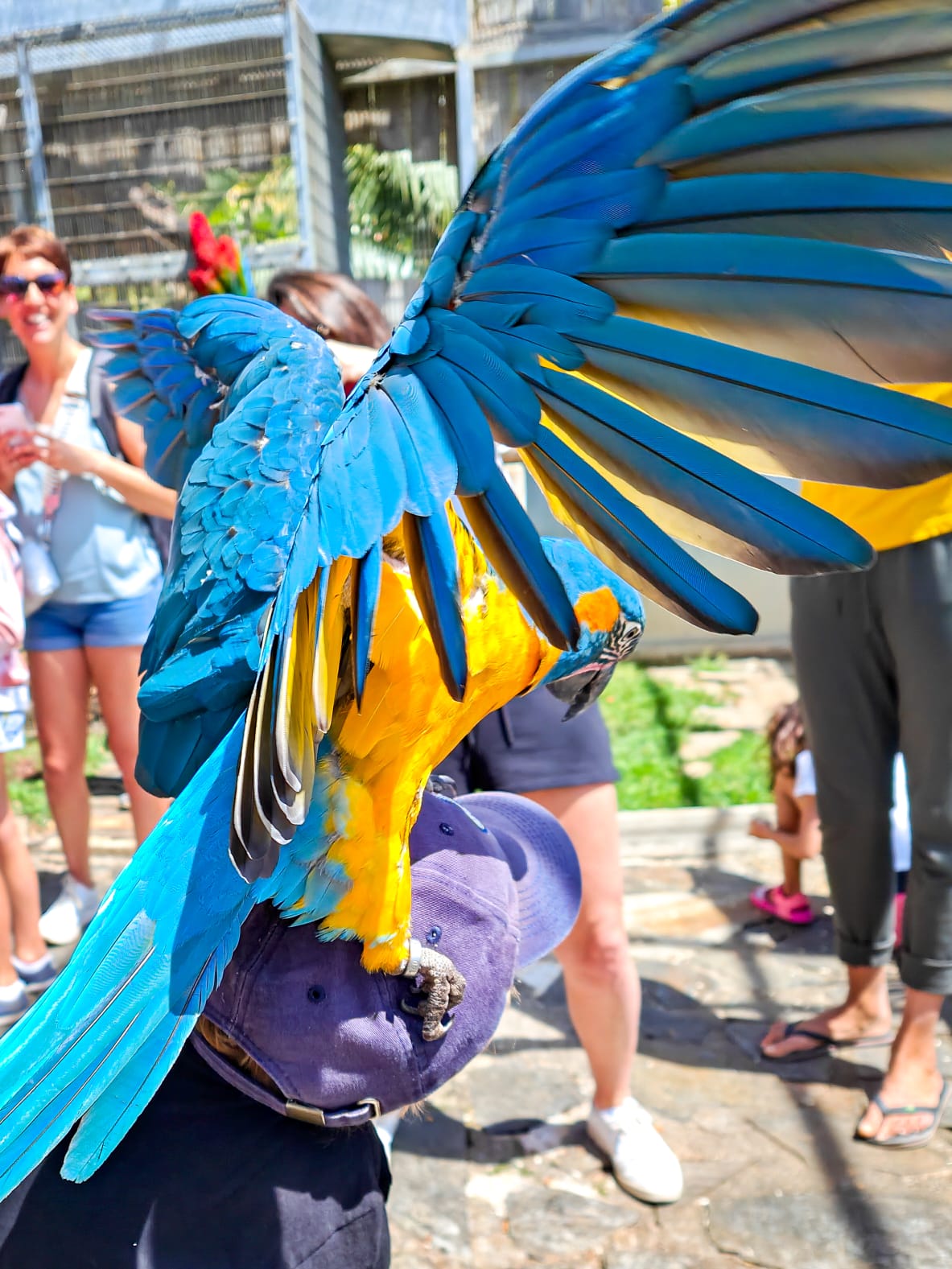 My Top 10 Oppo Birds