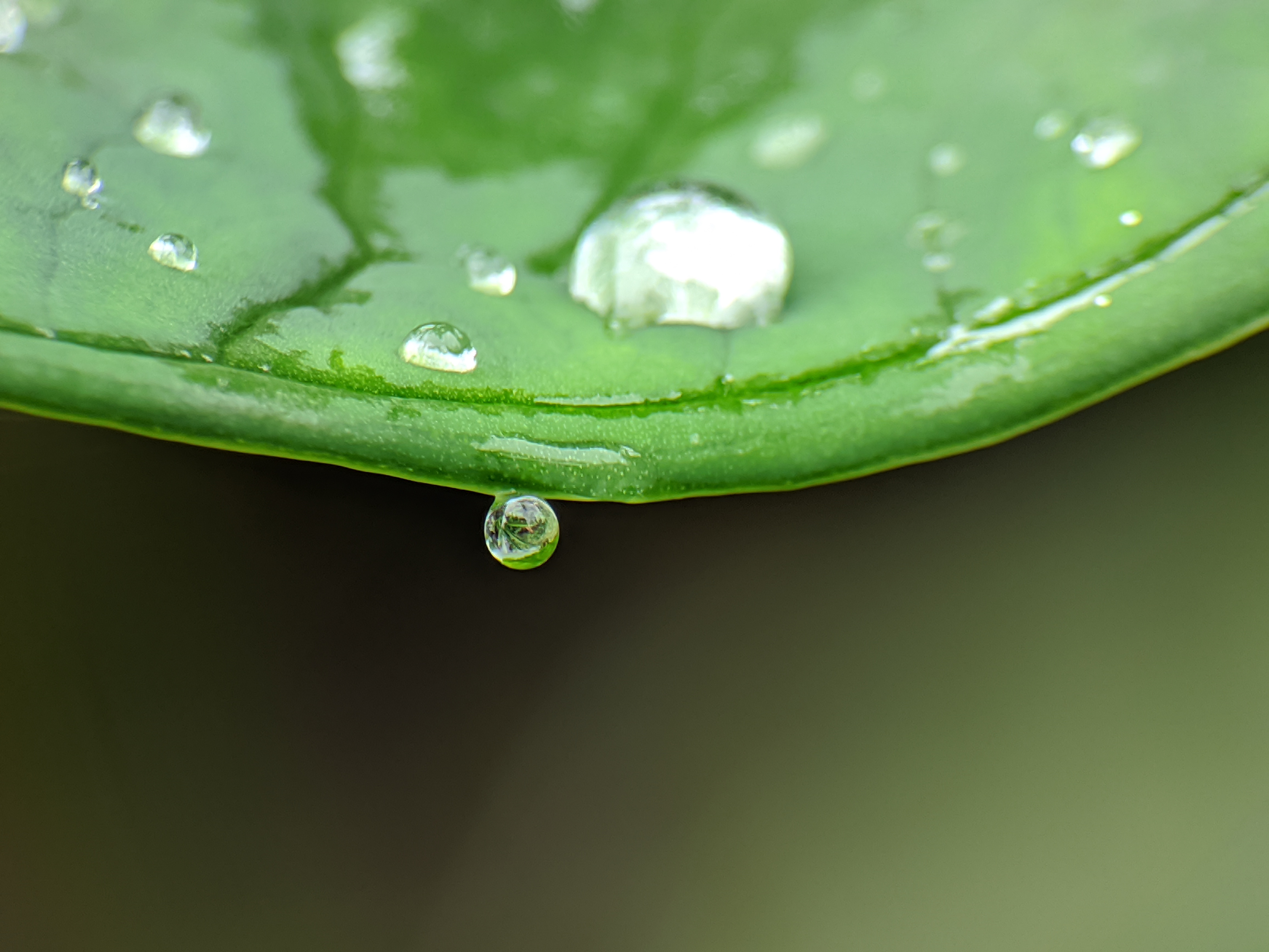 a drop of dew on a taro leafShot with OPPO Reno6 4G #OPPOMom