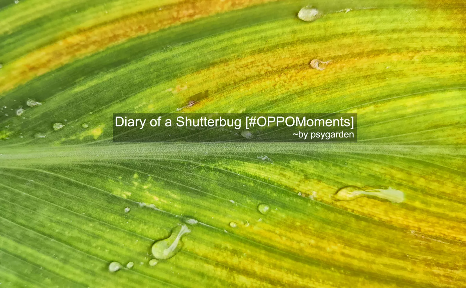 Diary of a Shutterbug [#OPPOMoments]