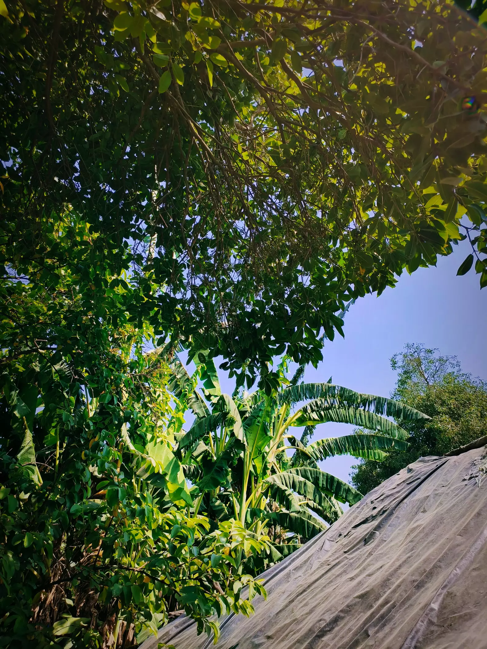 OPPO Global Community