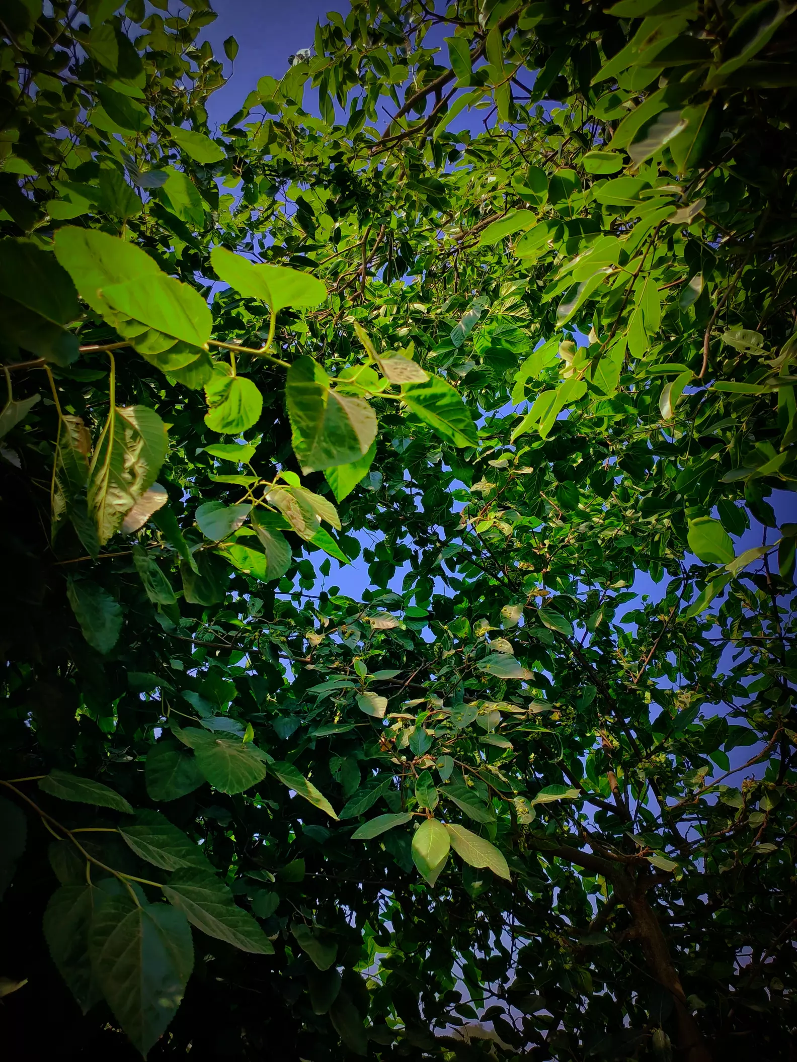 OPPO Global Community