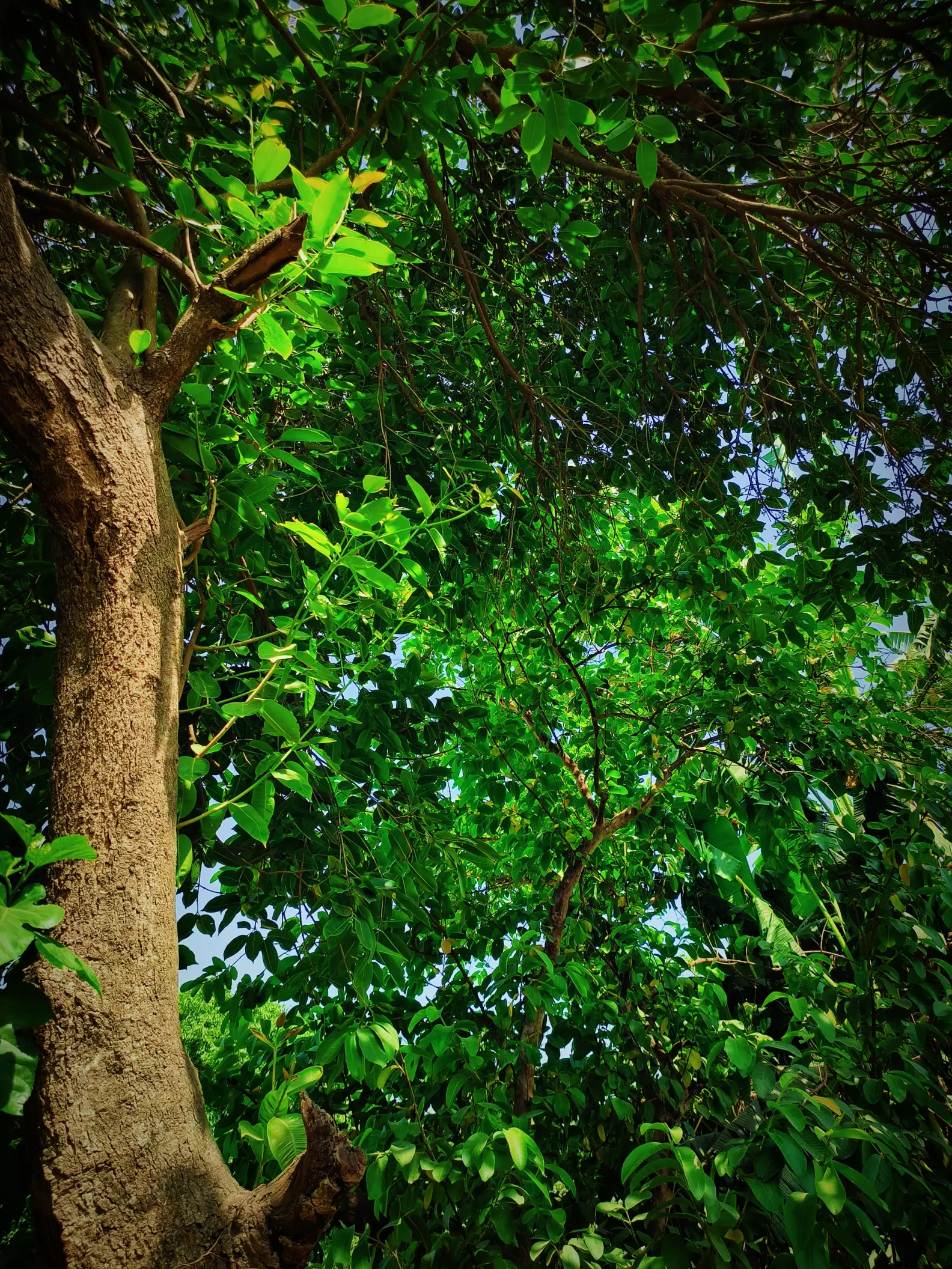 OPPO Global Community