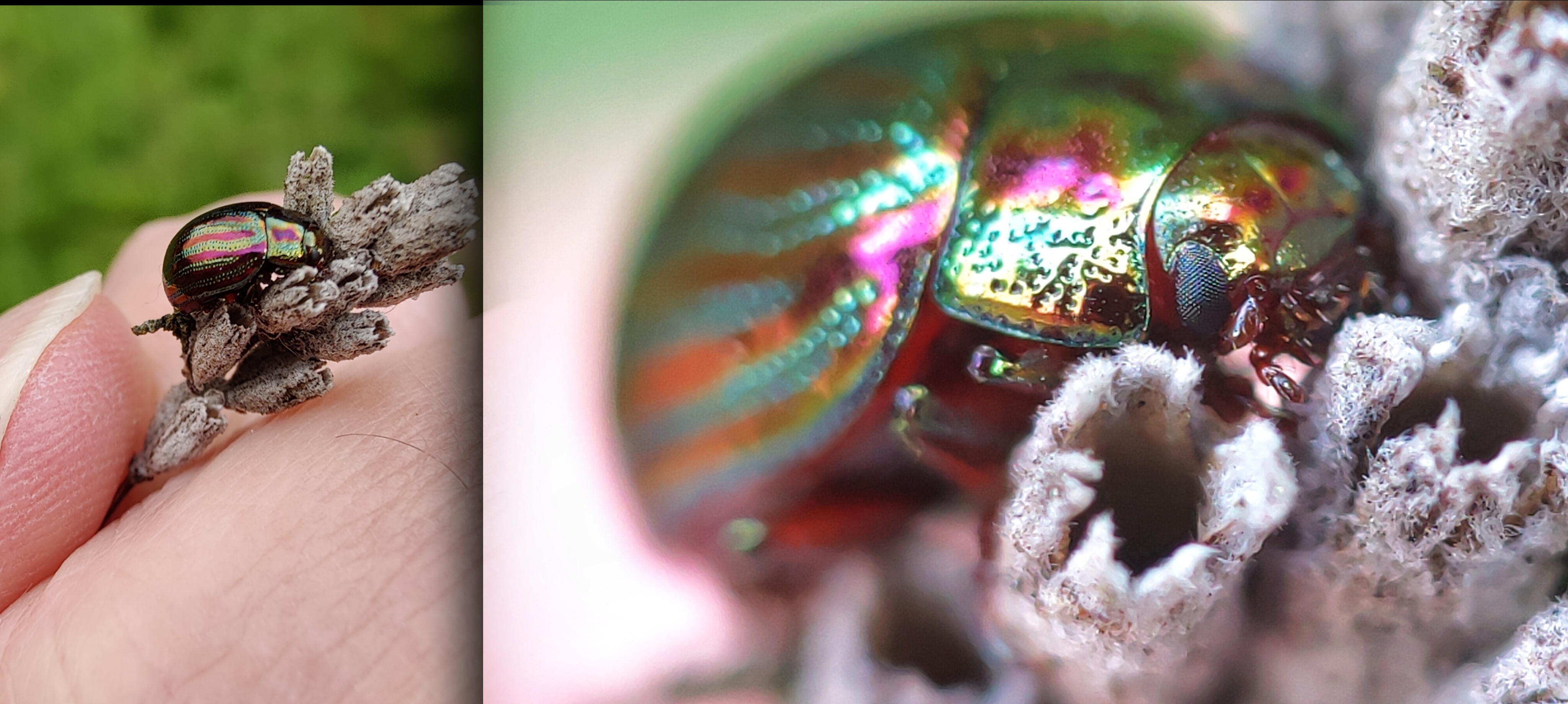 Micro Photography