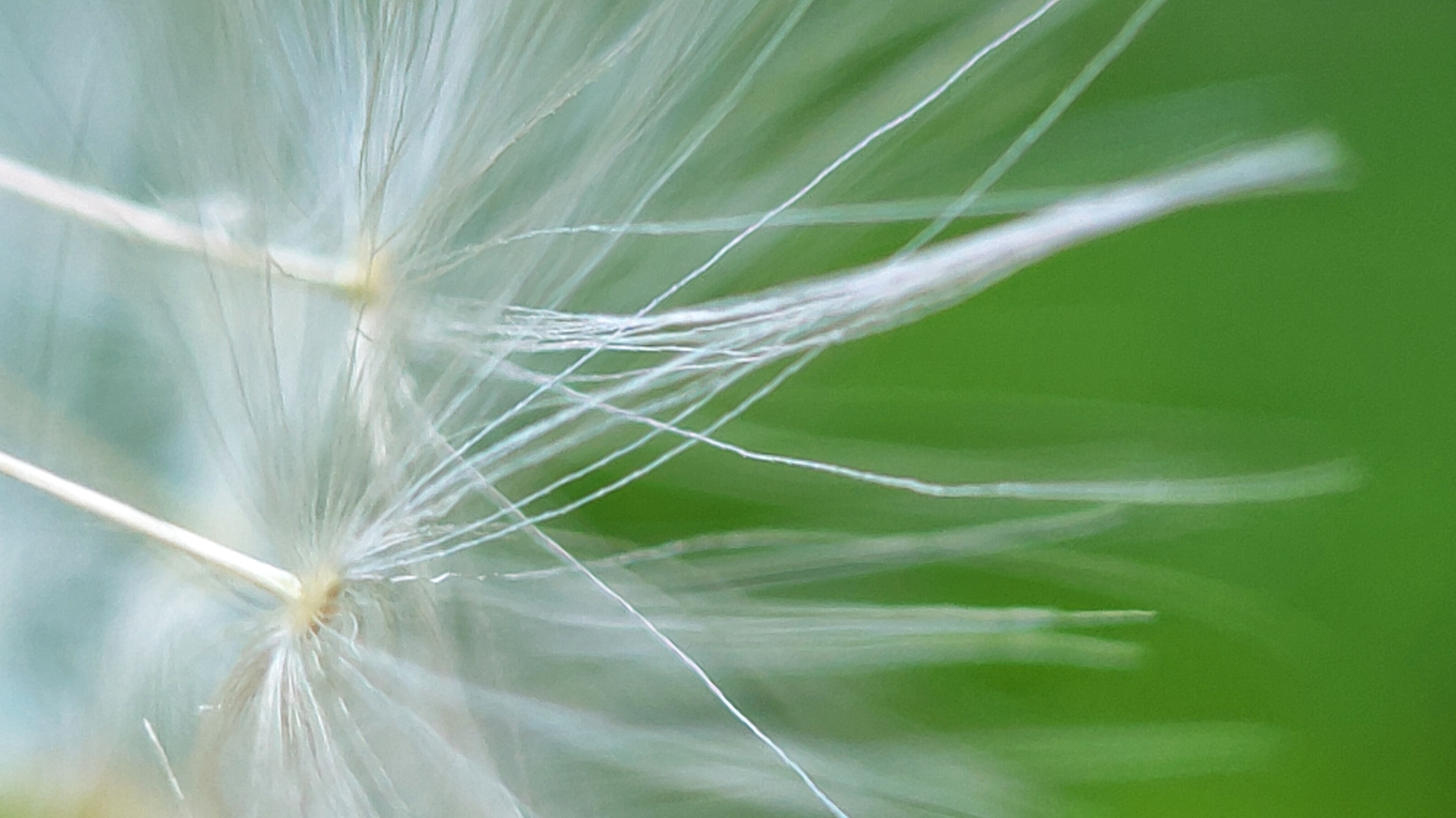 Micro Photography