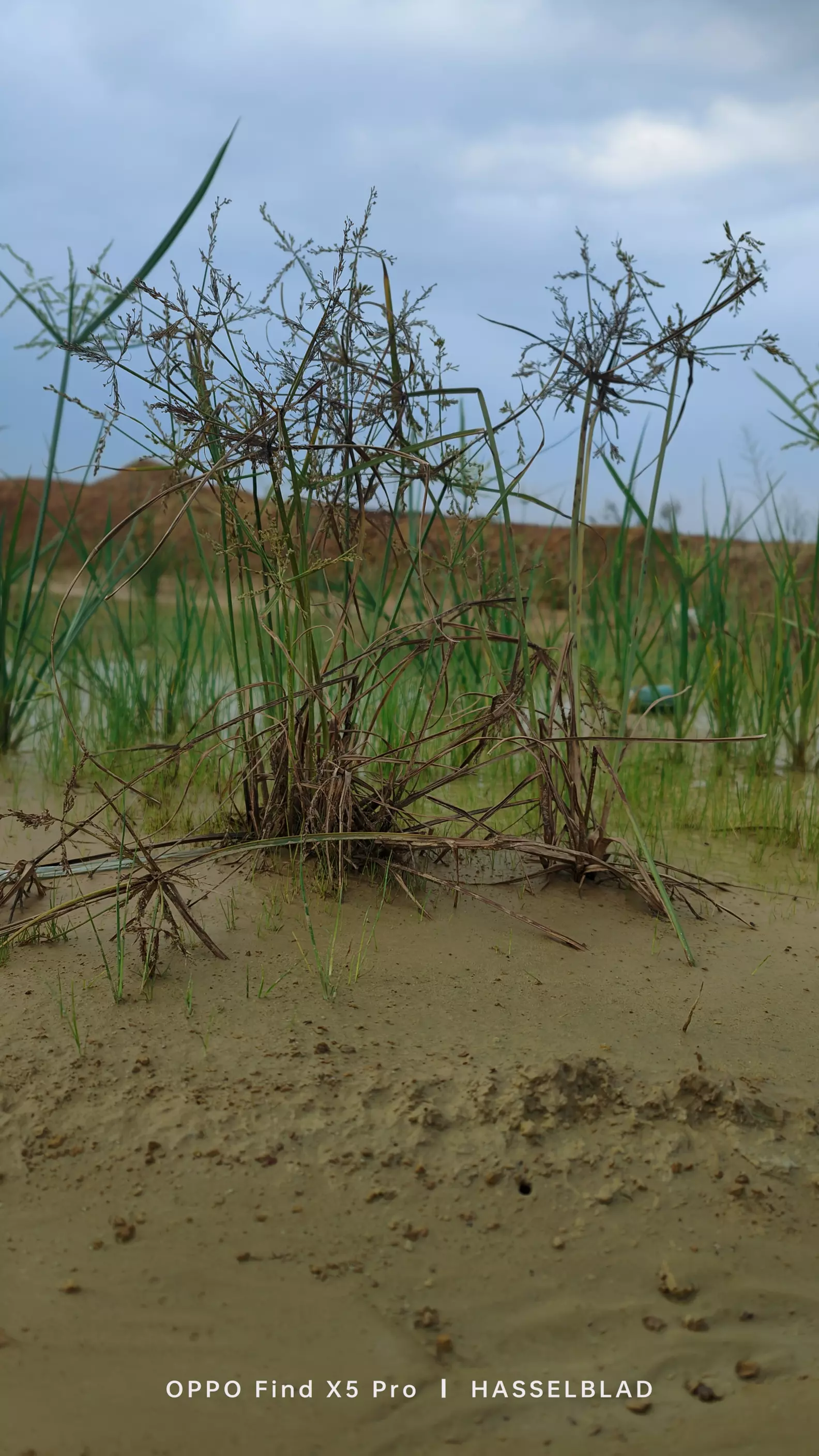 OPPO Global Community