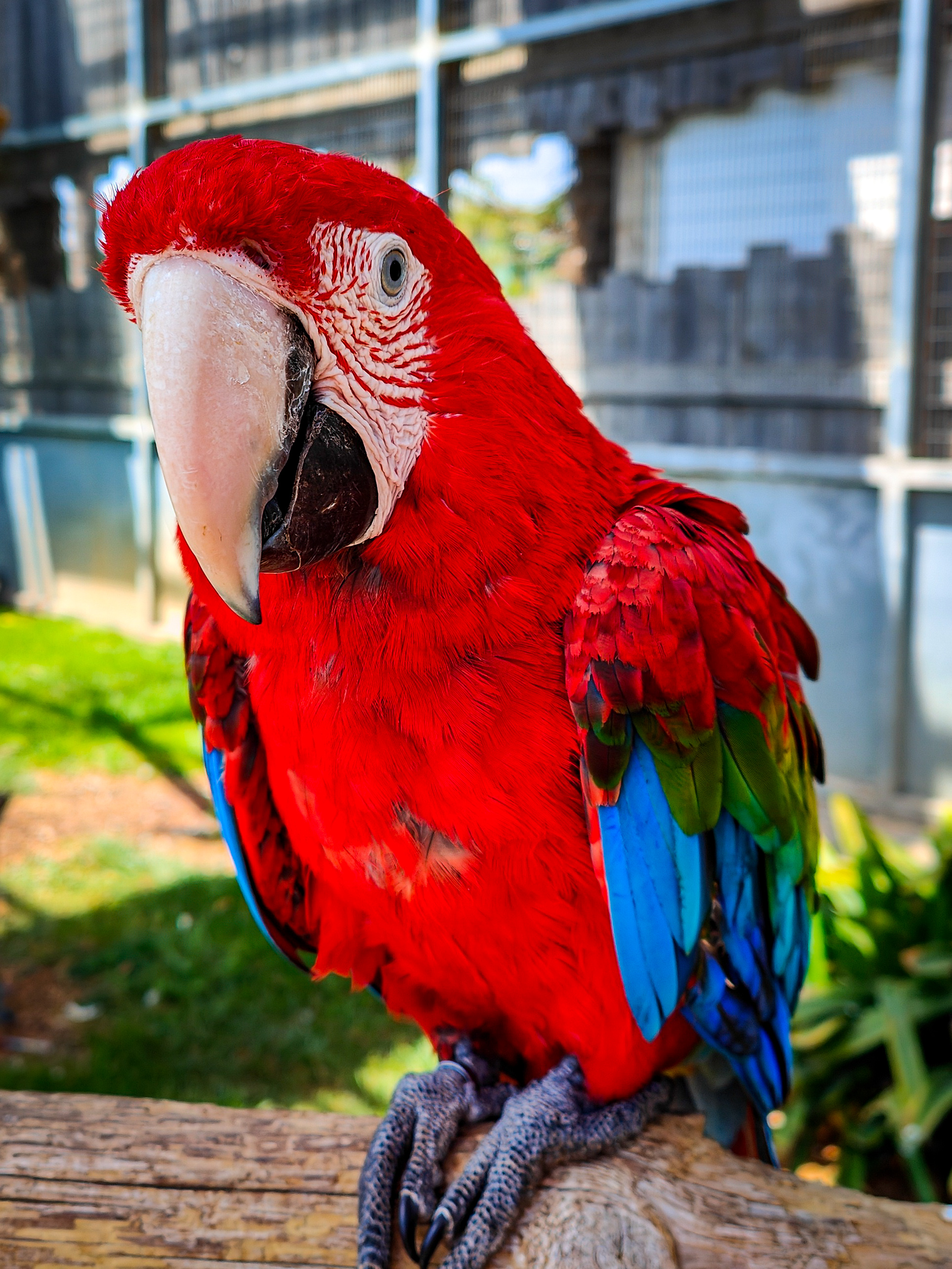 OPPO BIRDS 2
