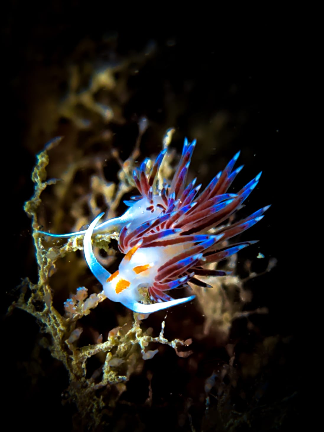 Macro diving video