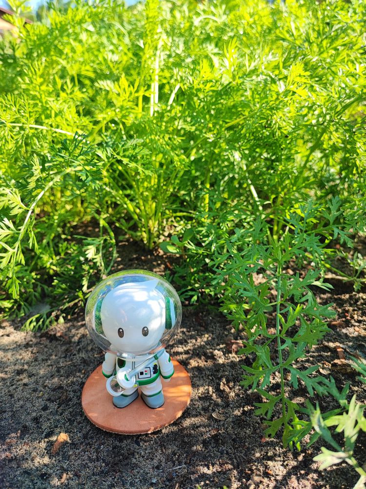 Ollie’s Pics from the Garden in Canada